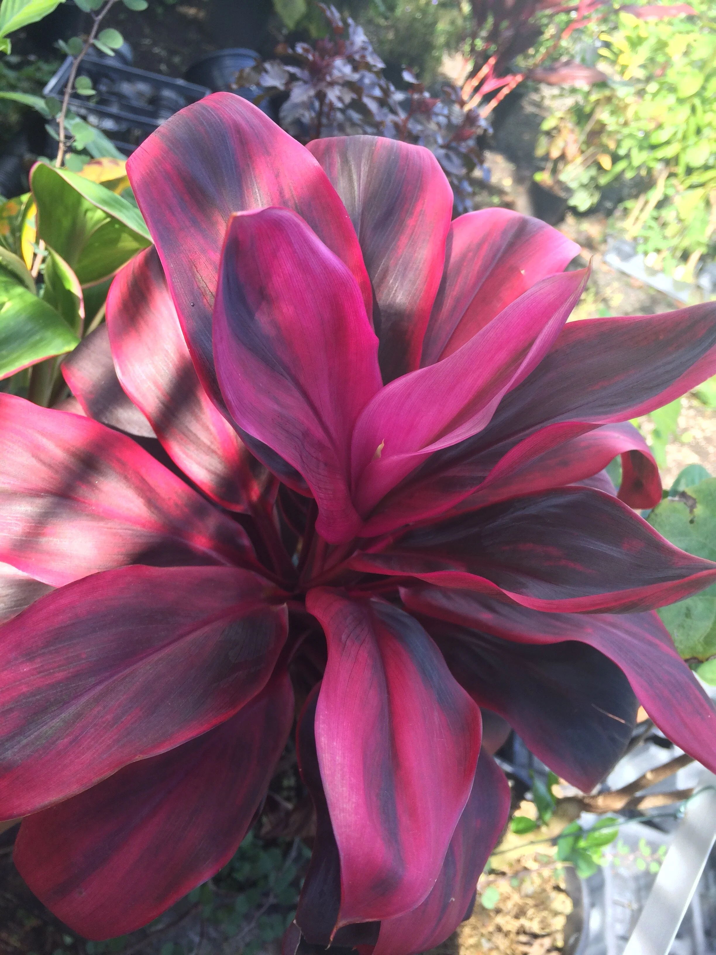 Cordyline terminalis 'Roly' — Vintage Green Farms with Tom Piergrossi