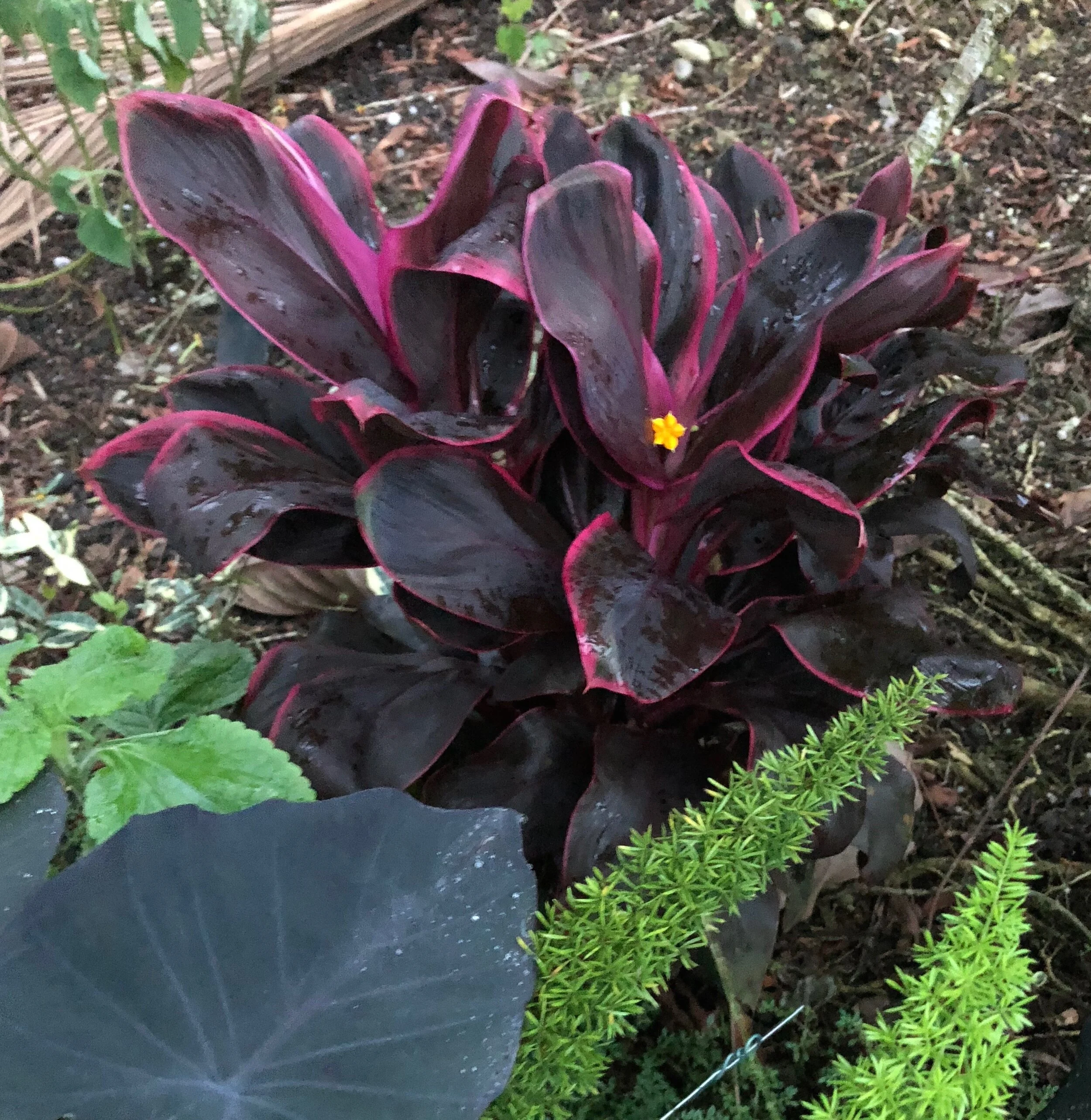 Cordyline terminalis 'Roly' — Vintage Green Farms with Tom Piergrossi