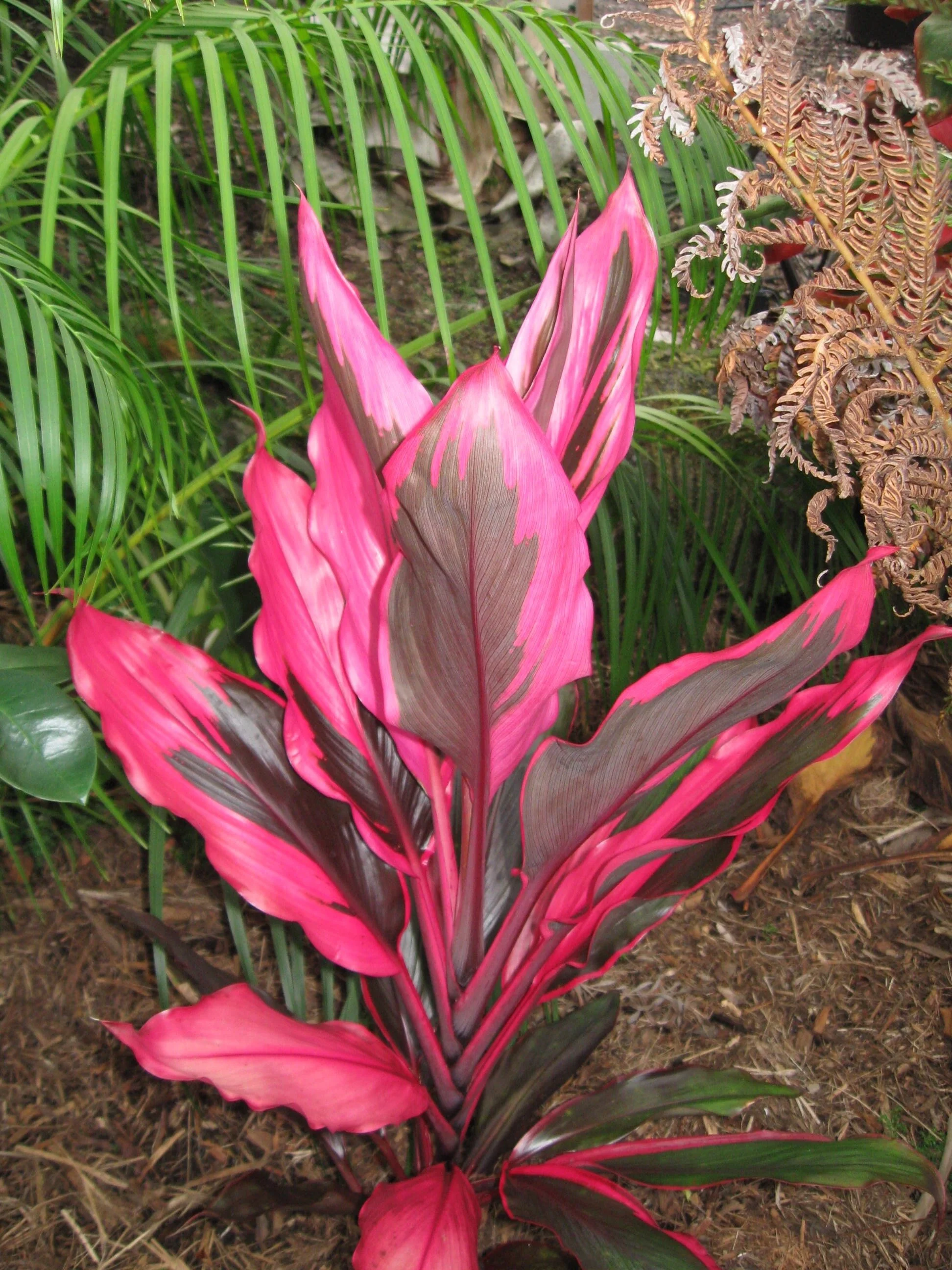 Cordyline terminalis (fuchsia splash) — Vintage Green Farms with Tom ...