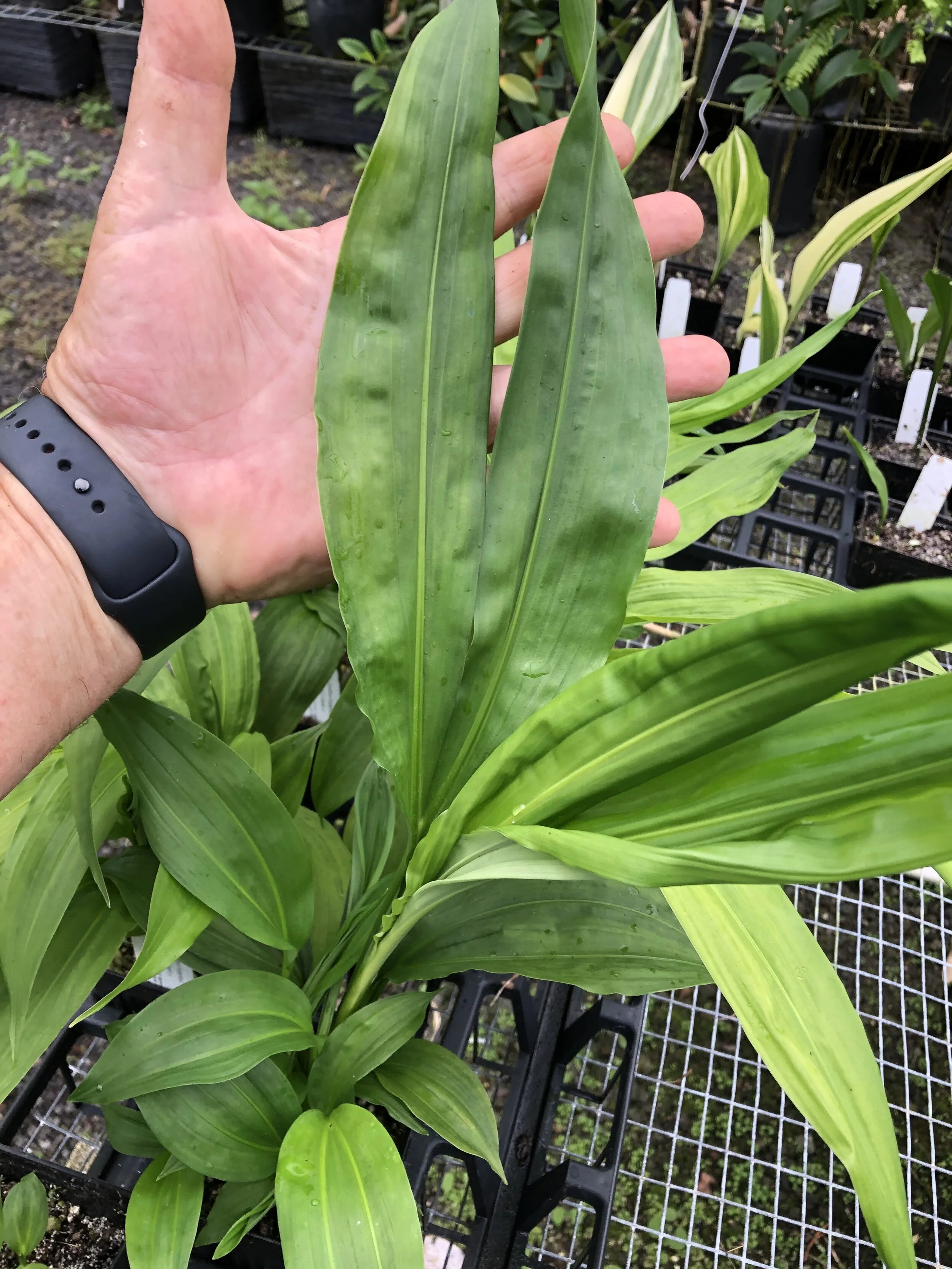 Cyclanthus bipartitus — Vintage Green Farms with Tom Piergrossi