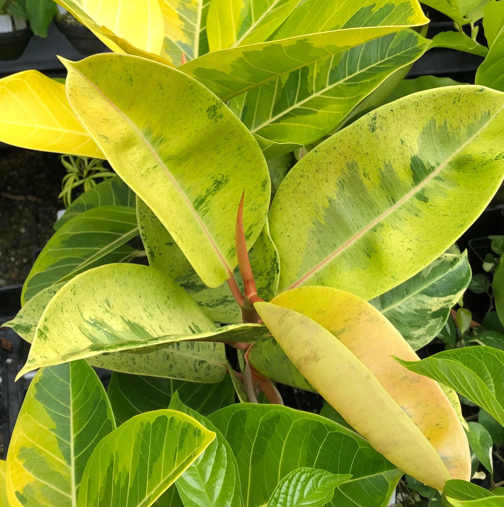 Ficus - Figs — Vintage Green Farms with Tom Piergrossi