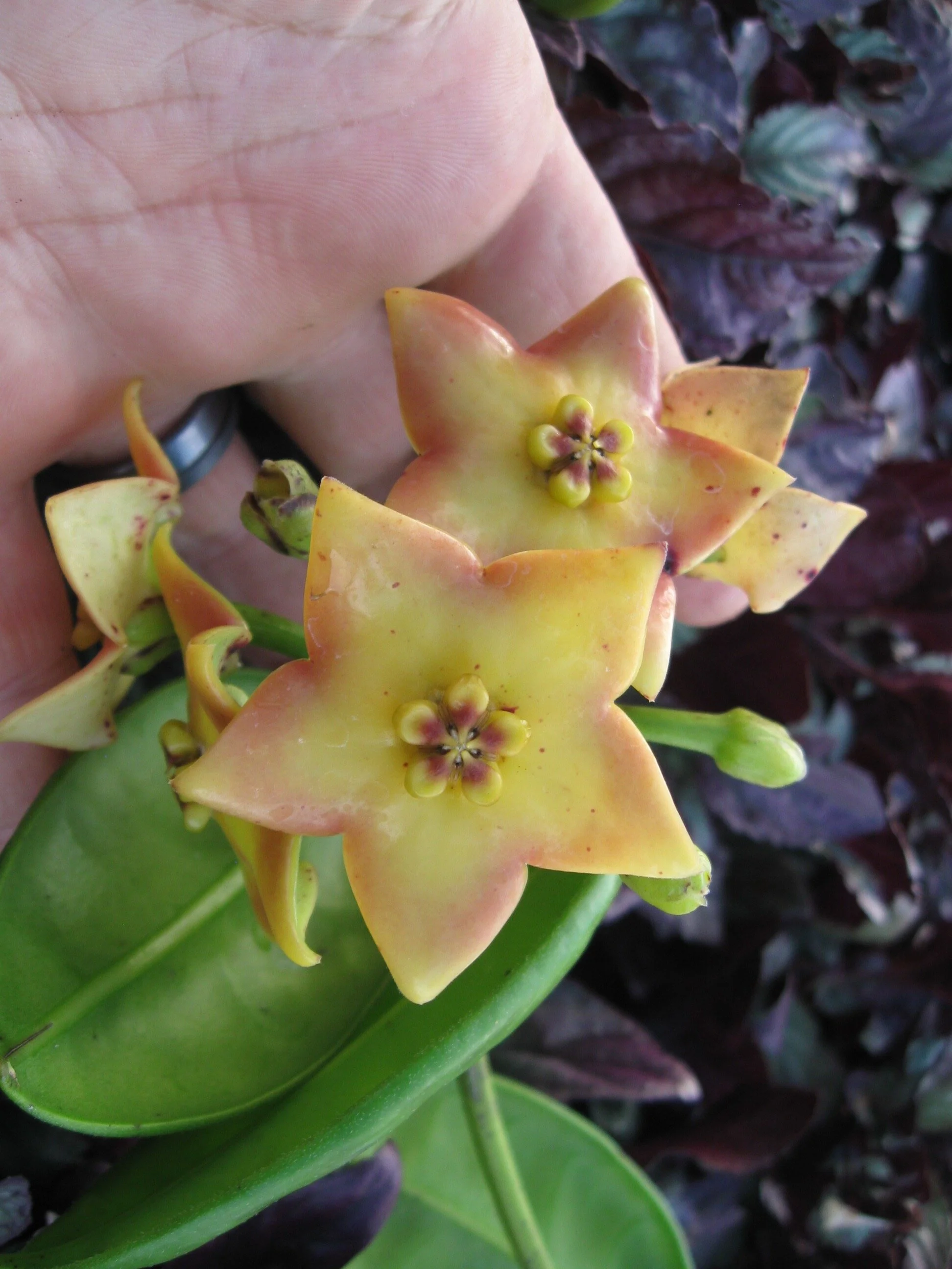 Hoya — Vintage Green Farms with Tom Piergrossi