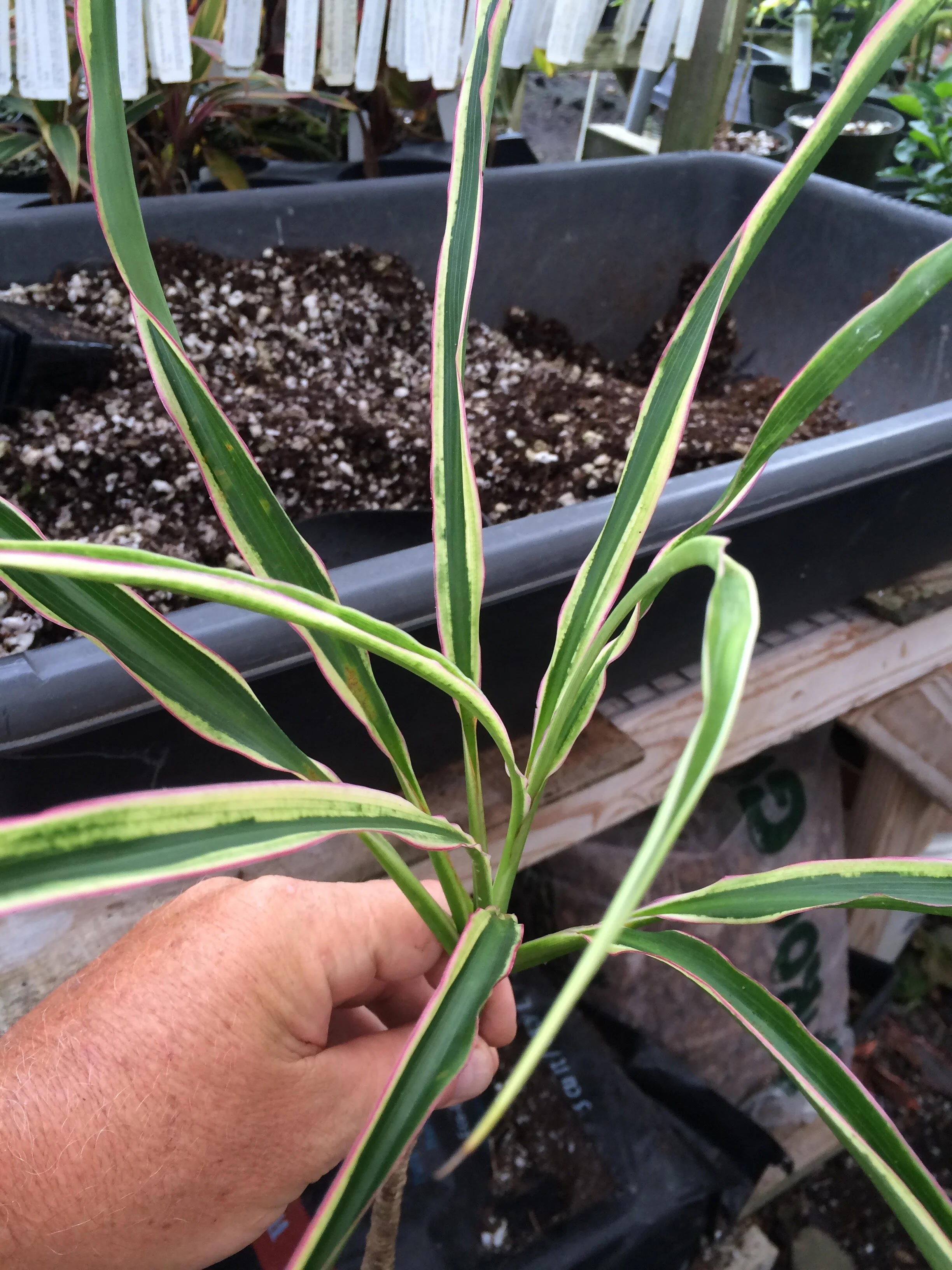 Cordyline terminalis 'White Fairy Tale' — Vintage Green Farms with Tom ...