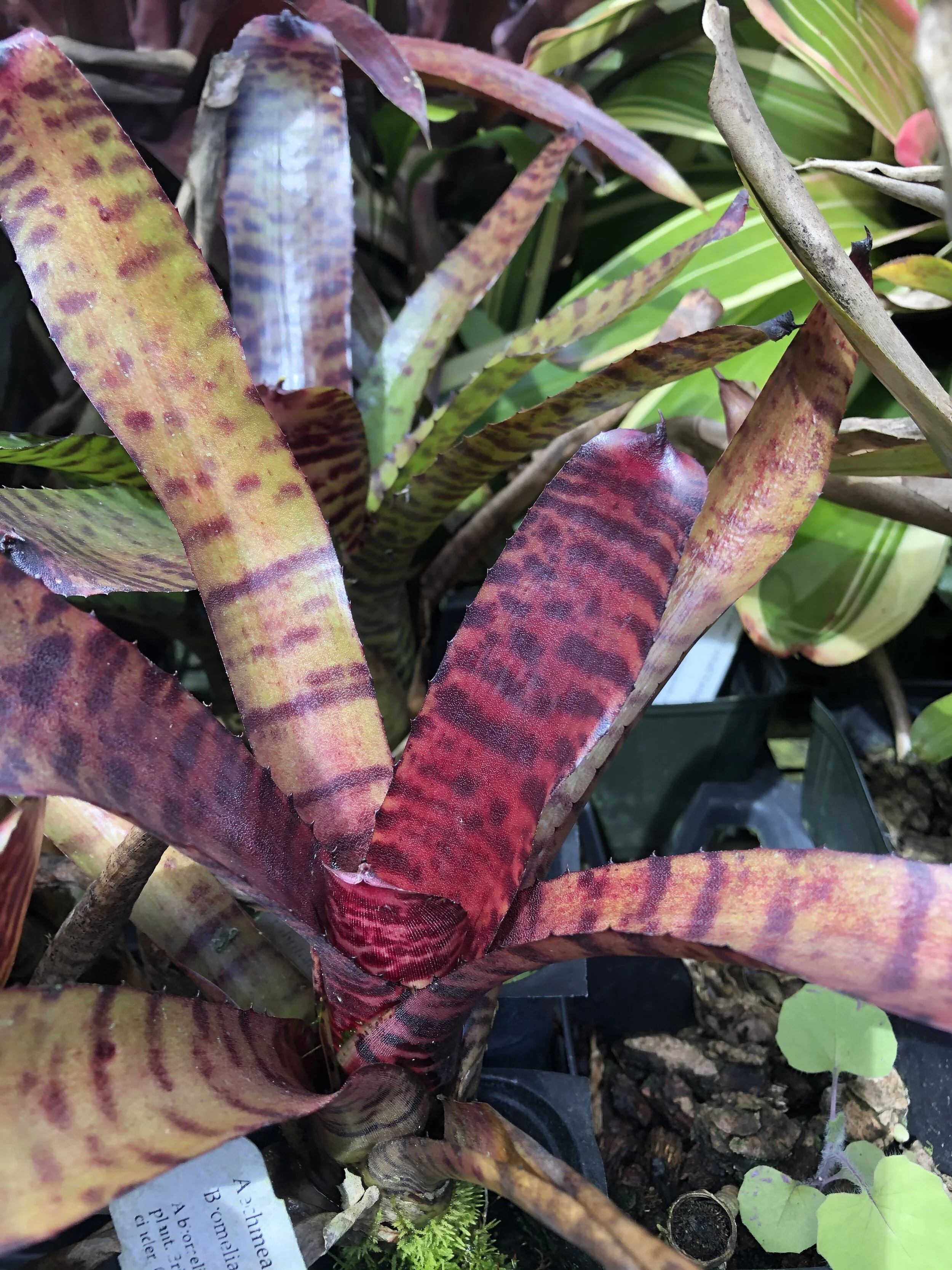Aechmea cv. gov plea x rubrifolia — Vintage Green Farms with Tom Piergrossi
