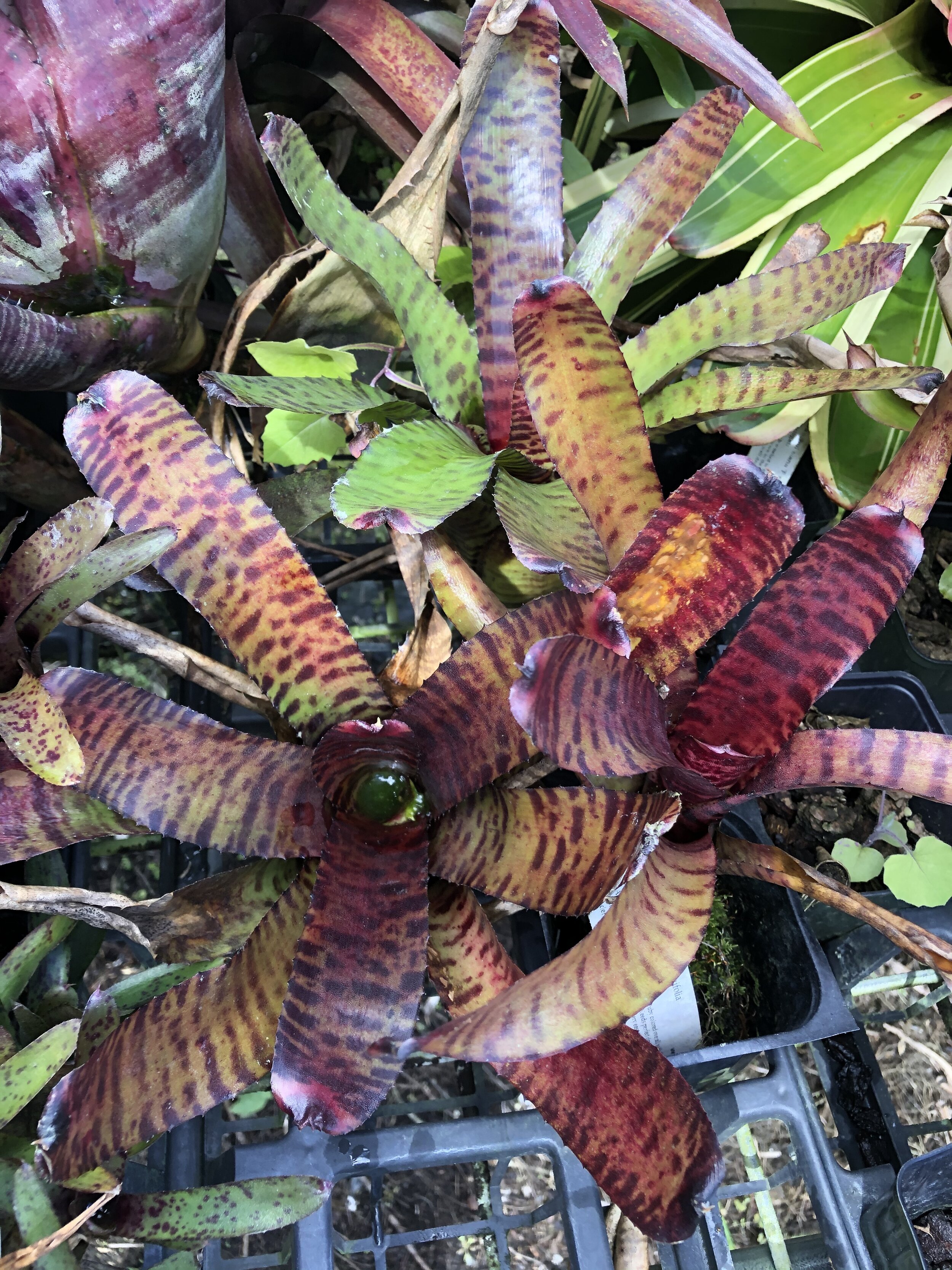 Aechmea cv. gov plea x rubrifolia — Vintage Green Farms with Tom Piergrossi