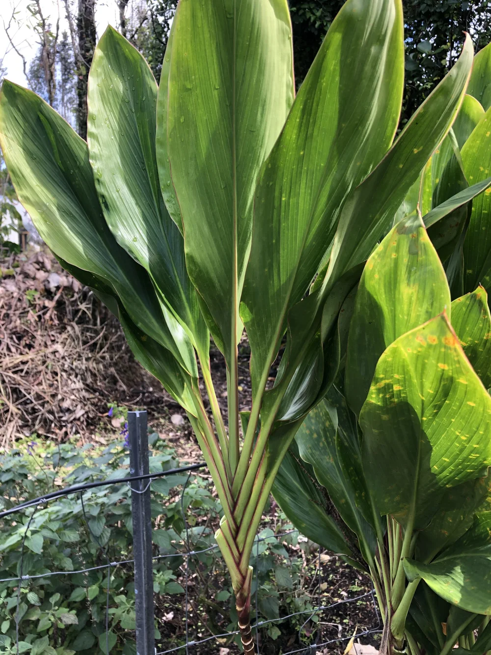 Green Ti Leaf