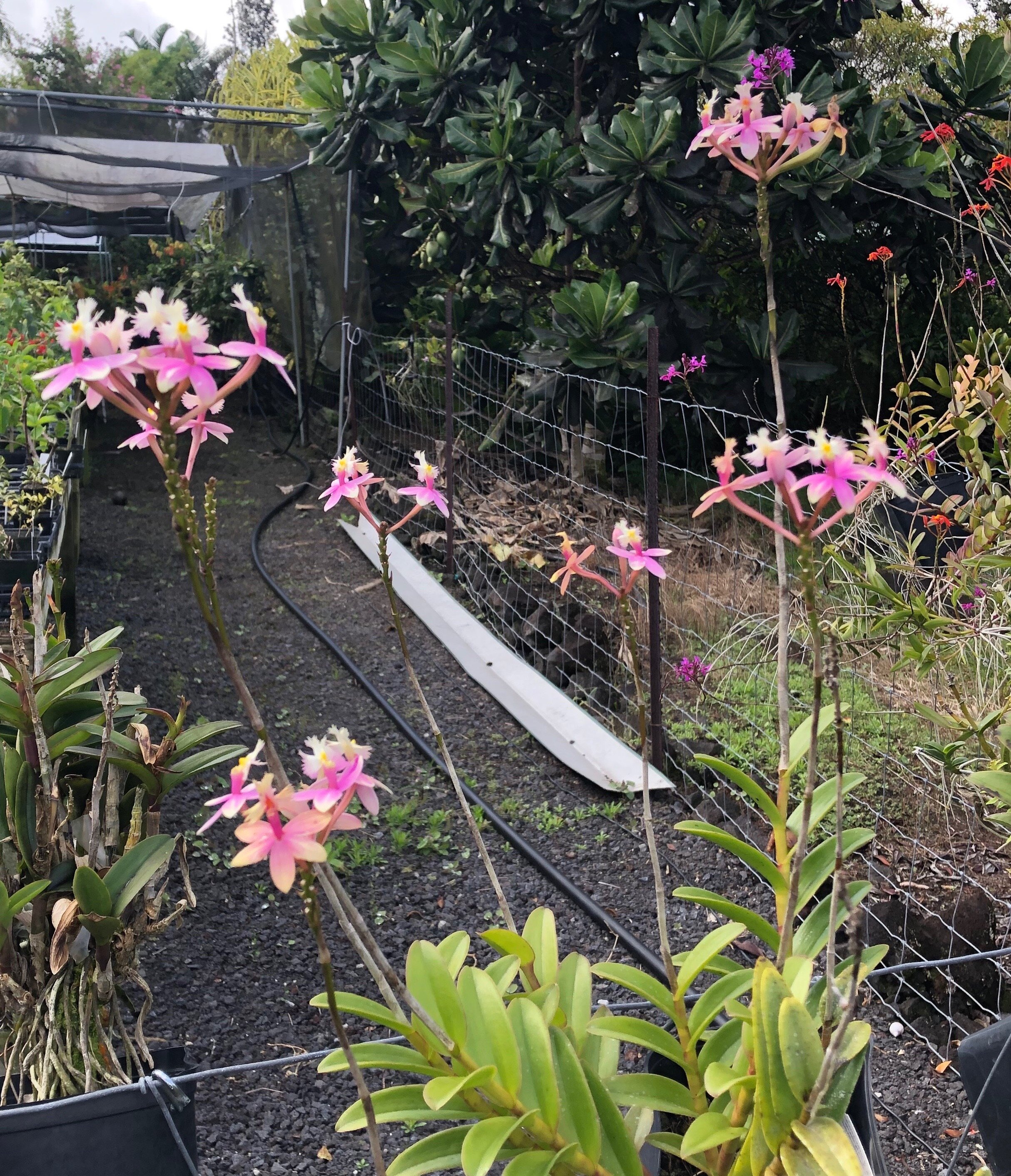 Epidendrum 'Wedding Valley - Sakura' — Vintage Green Farms with Tom ...
