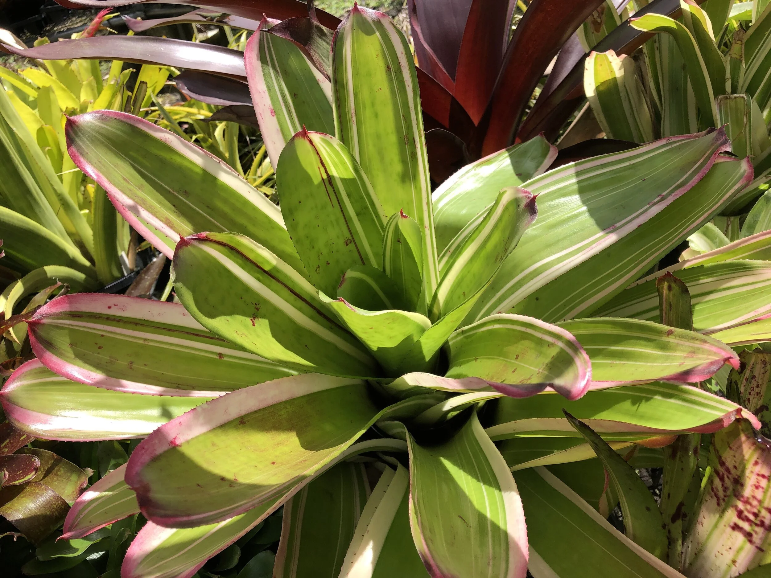 Neoregelia 'Dr. Jeffrey Block' — Vintage Green Farms with Tom Piergrossi