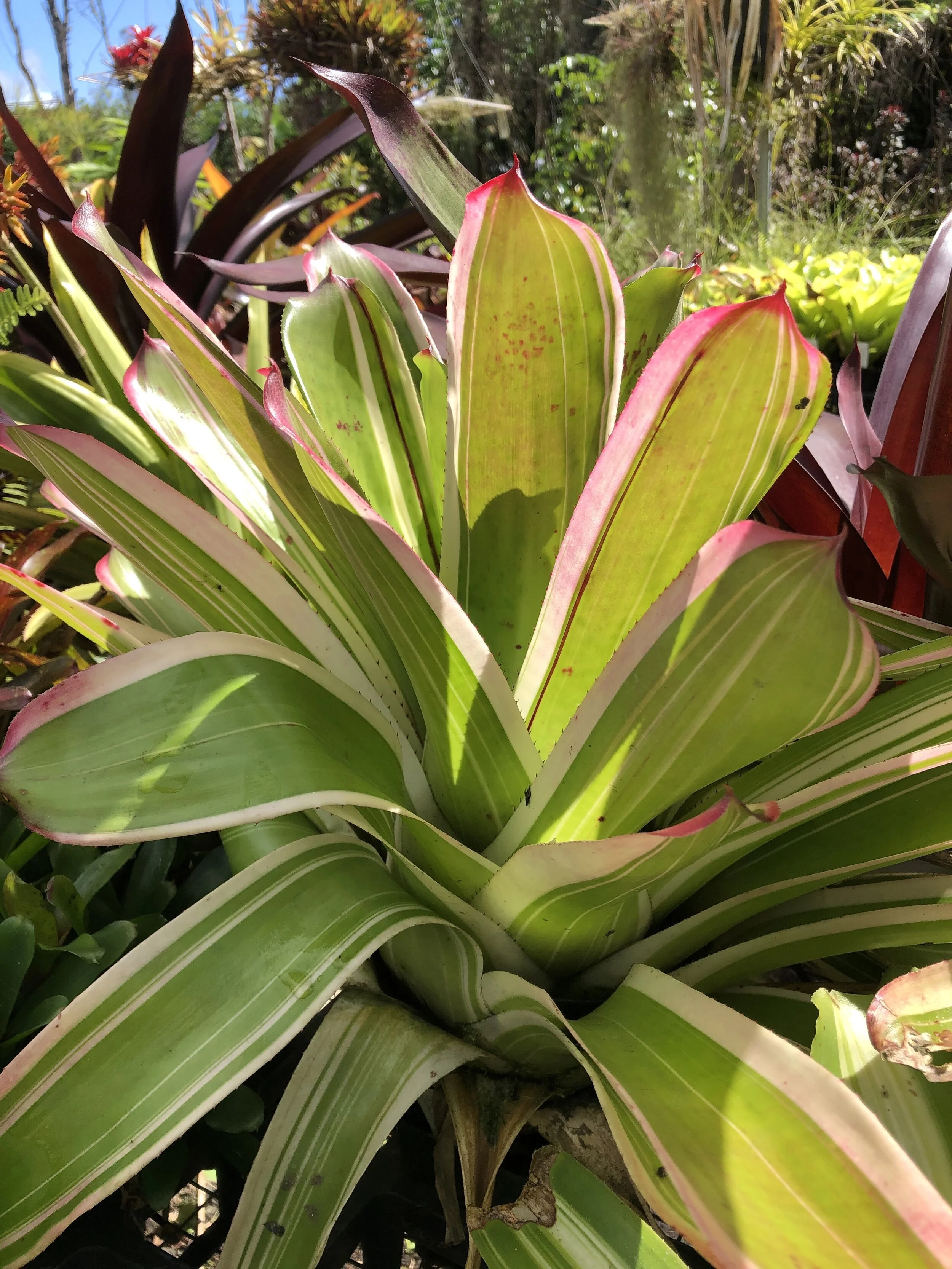 Neoregelia 'Dr. Jeffrey Block' — Vintage Green Farms with Tom Piergrossi