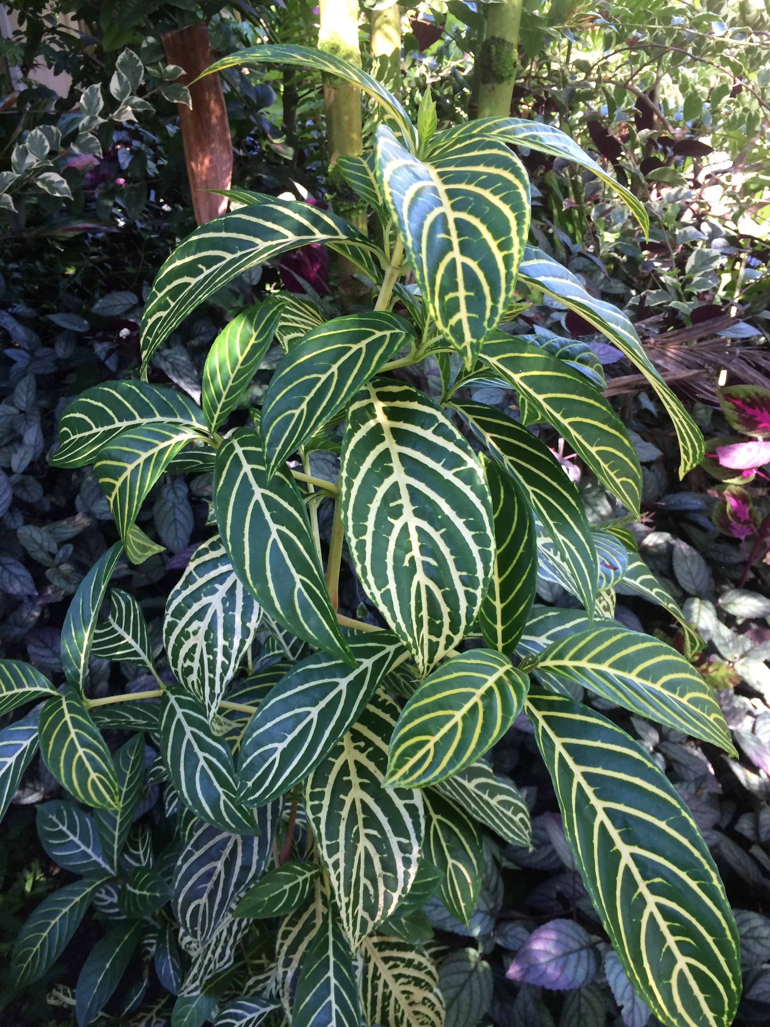 Sanchezia parvibracteata — Vintage Green Farms with Tom Piergrossi