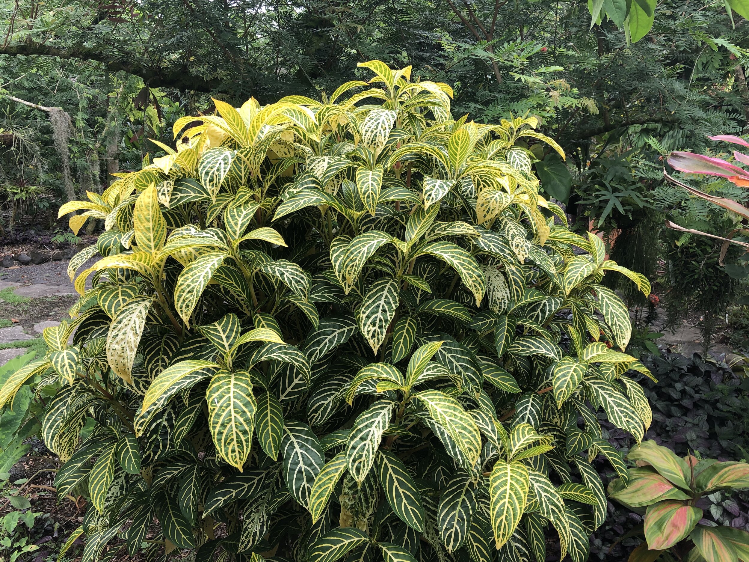 Sanchezia parvibracteata — Vintage Green Farms with Tom Piergrossi