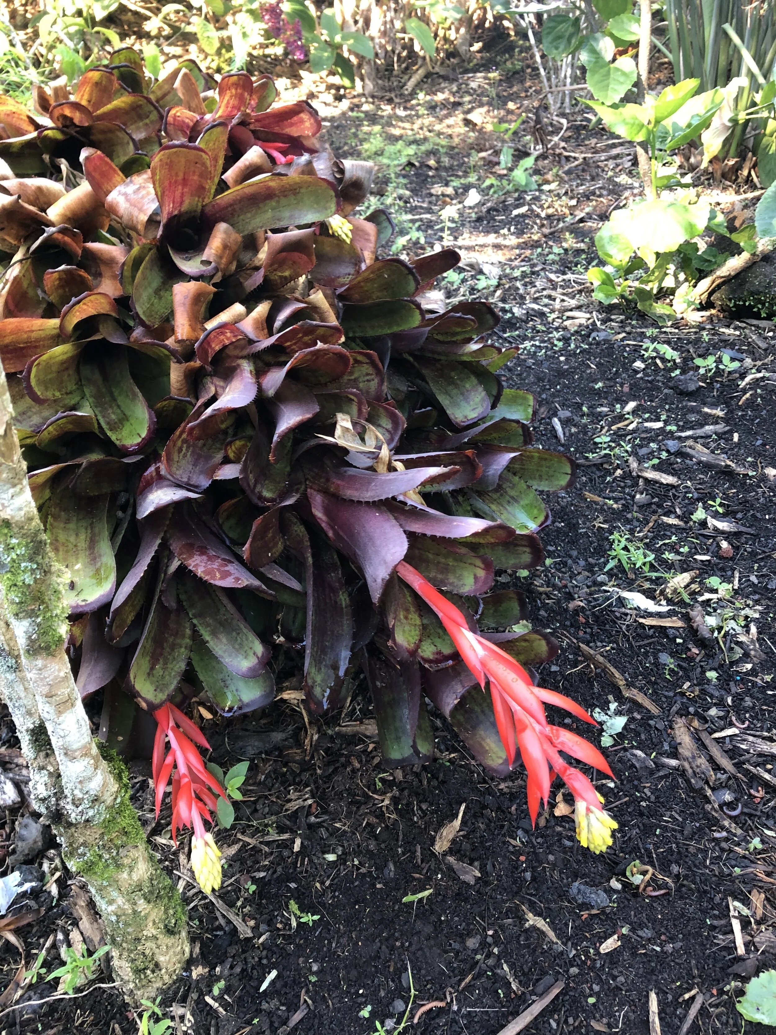Aechmea nudicaulis v. capitata 'Rubra' — Vintage Green Farms with Tom ...