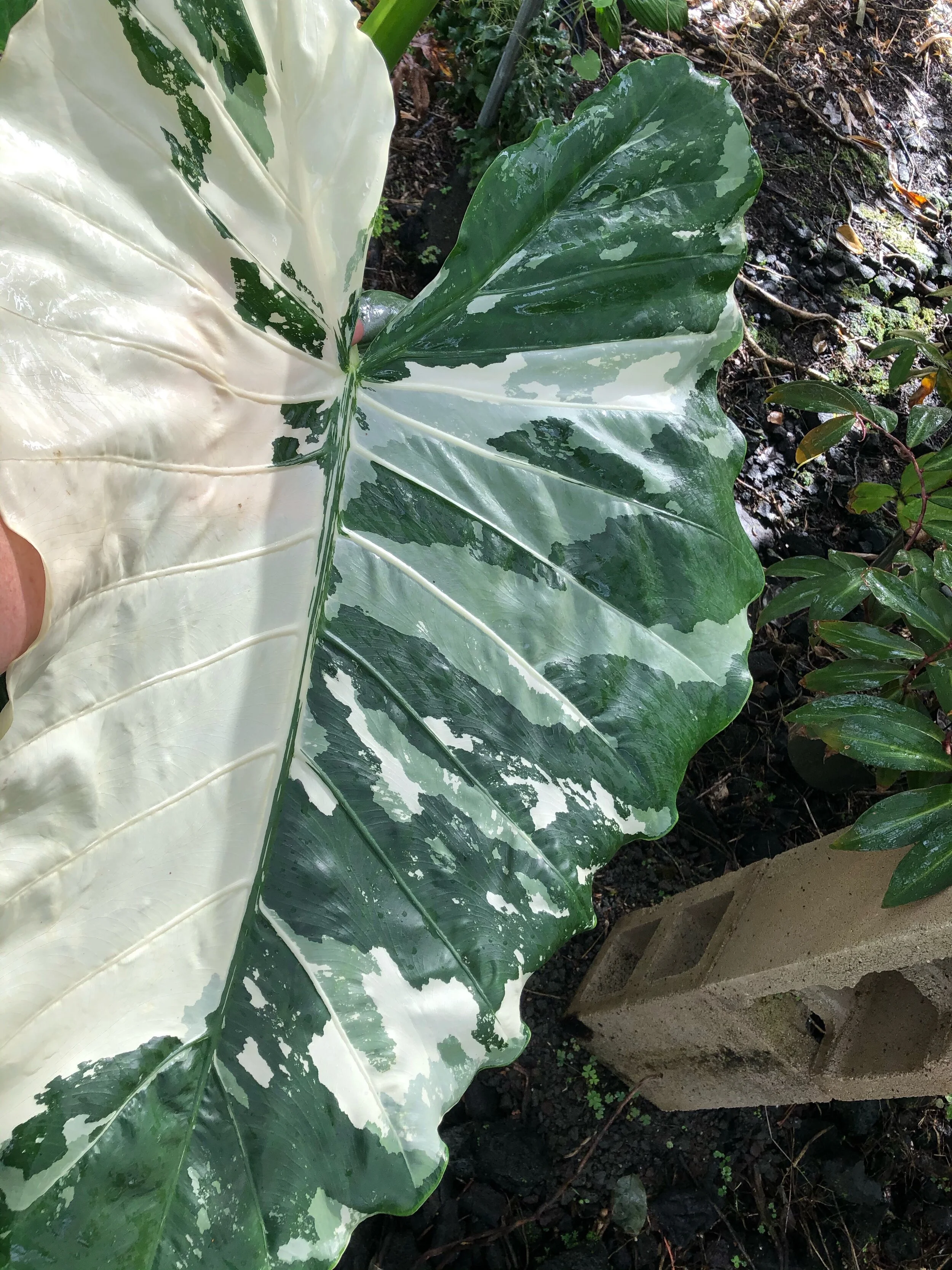 Alocasia macrorrhiza alba variegata — Vintage Green Farms with Tom ...