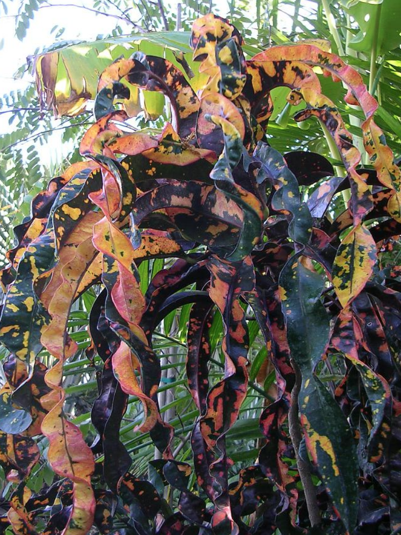 Codiaeum 'Dreadlocks' — Vintage Green Farms with Tom Piergrossi