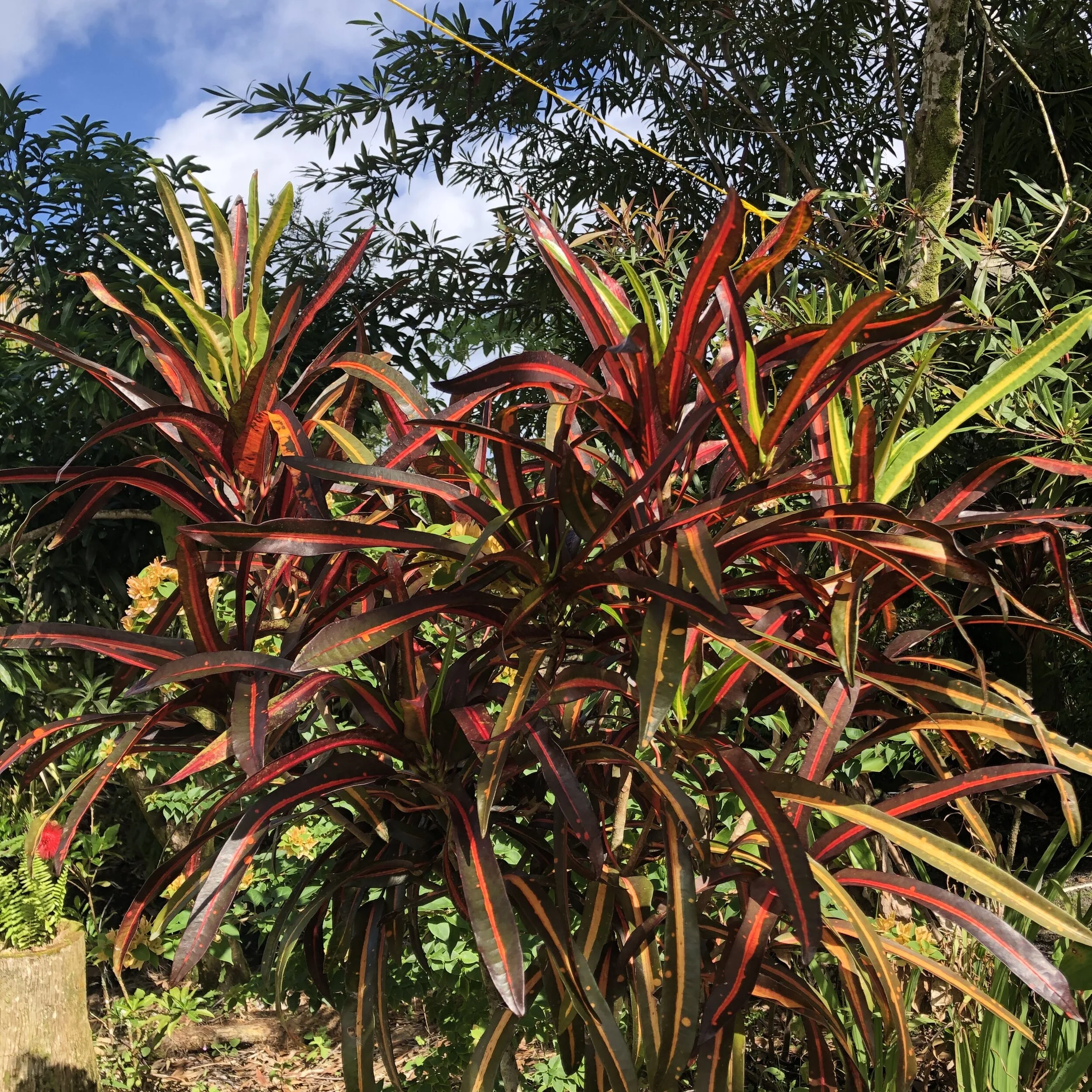 Codiaeum 'Reliance' — Vintage Green Farms with Tom Piergrossi