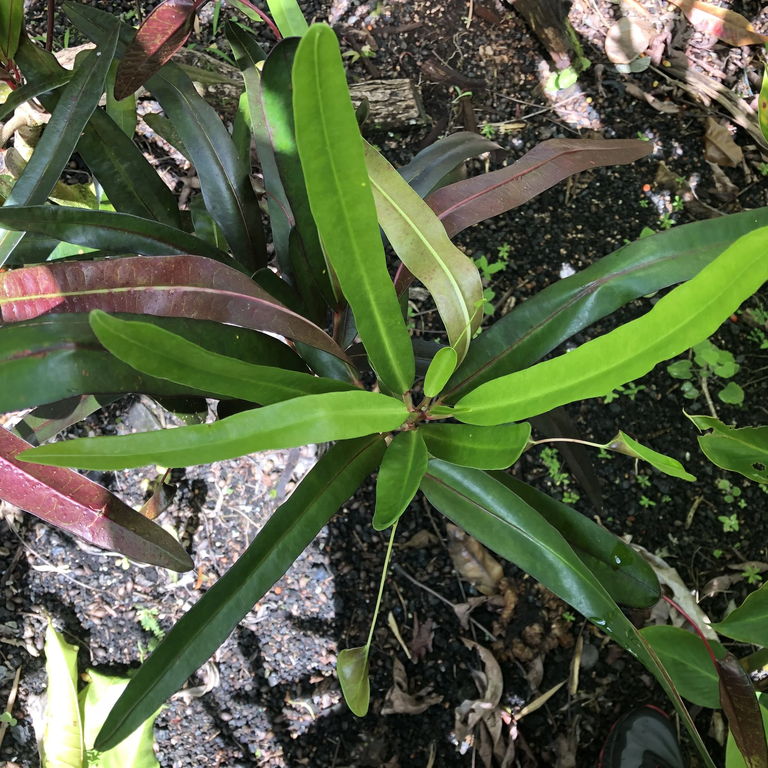 Codiaeum appendiculatum (purple form) — Vintage Green Farms with Tom ...