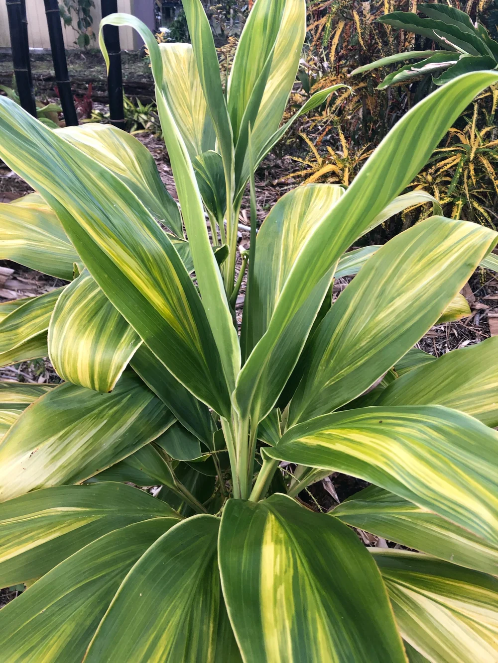 Cordyline Terminalis Common Name