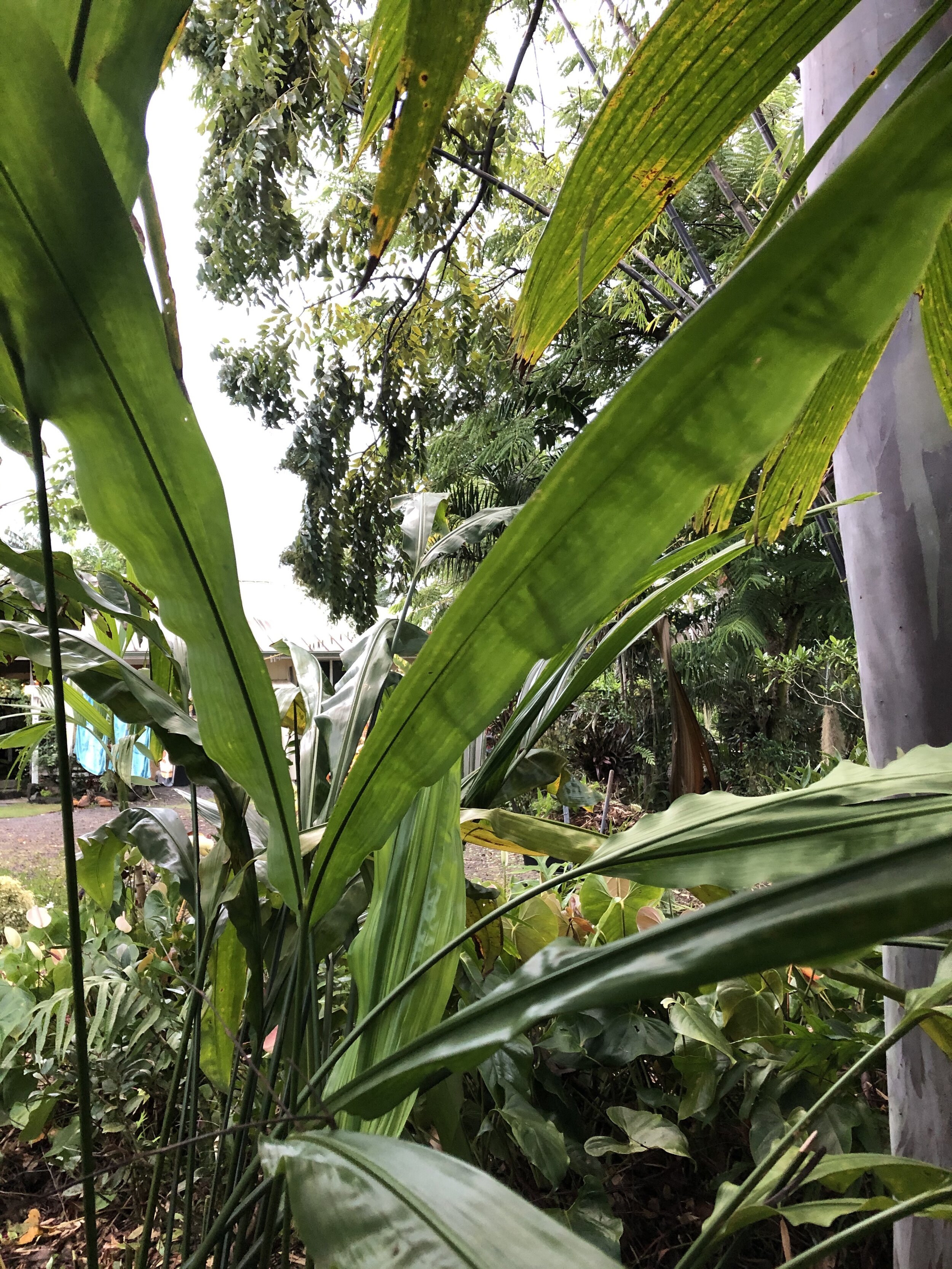 Cyclanthus bipartitus — Vintage Green Farms with Tom Piergrossi