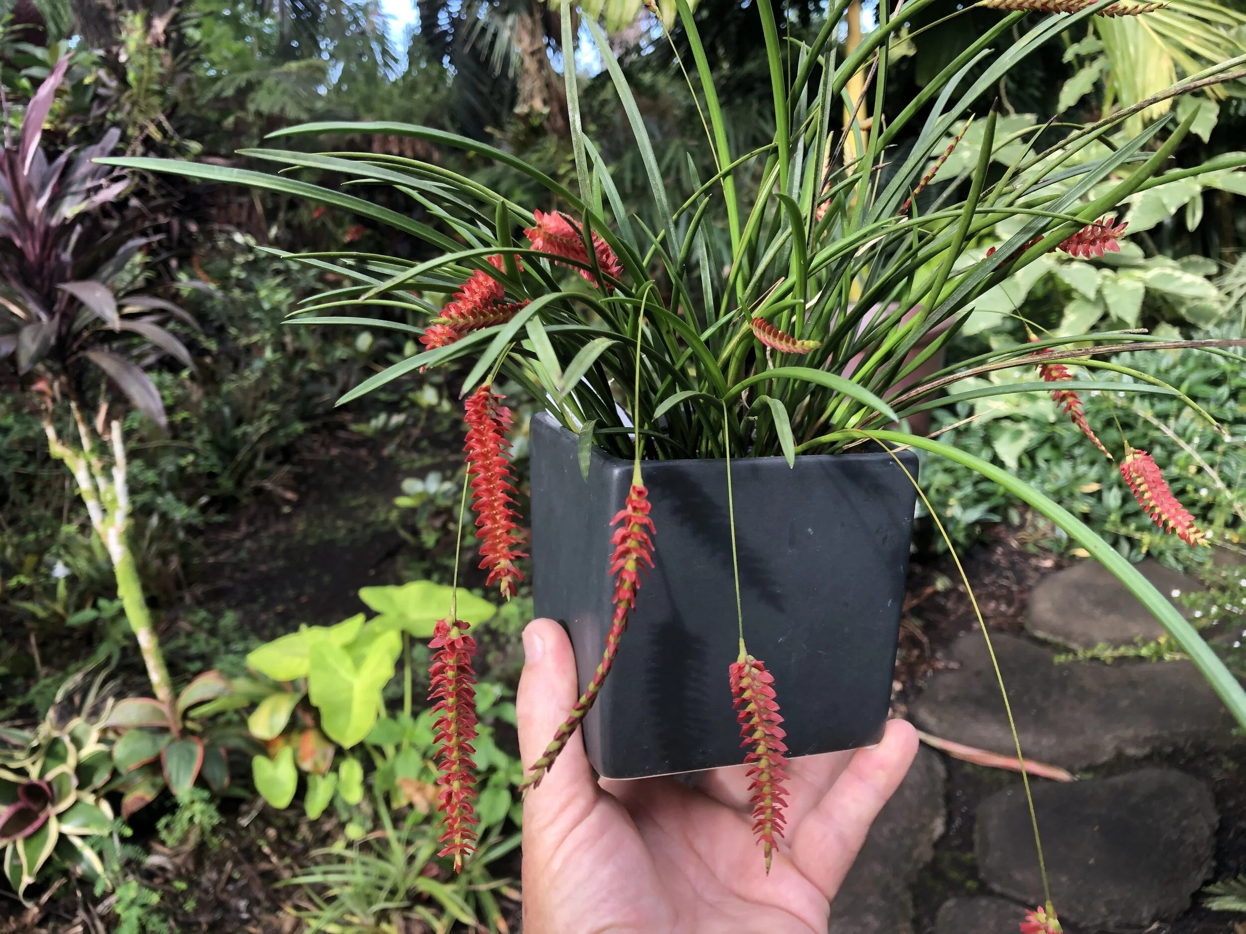 Dendrochilum wenzelii — Vintage Green Farms with Tom Piergrossi