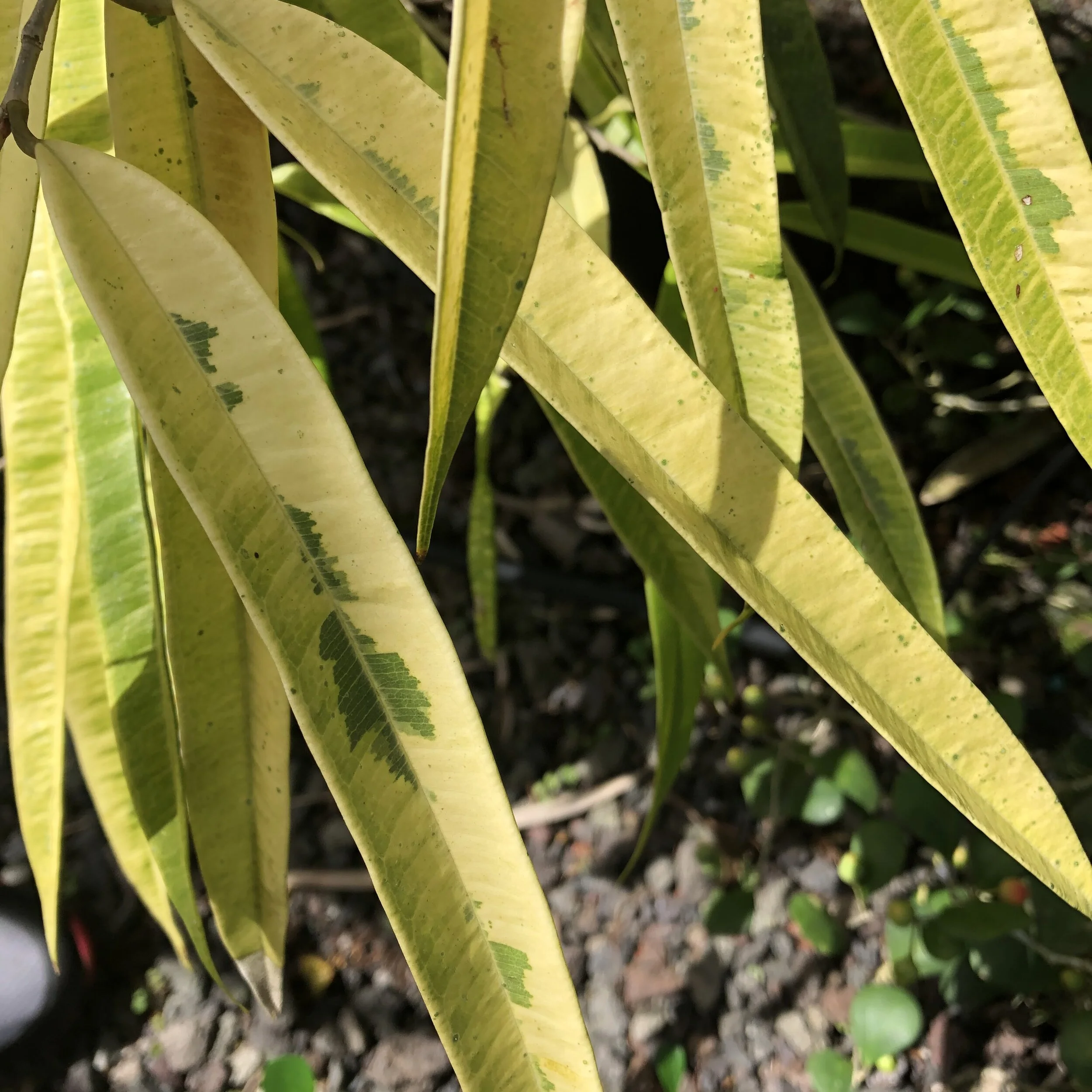 Ficus binnendijkii 'Amstel Gold' — Vintage Green Farms with Tom Piergrossi