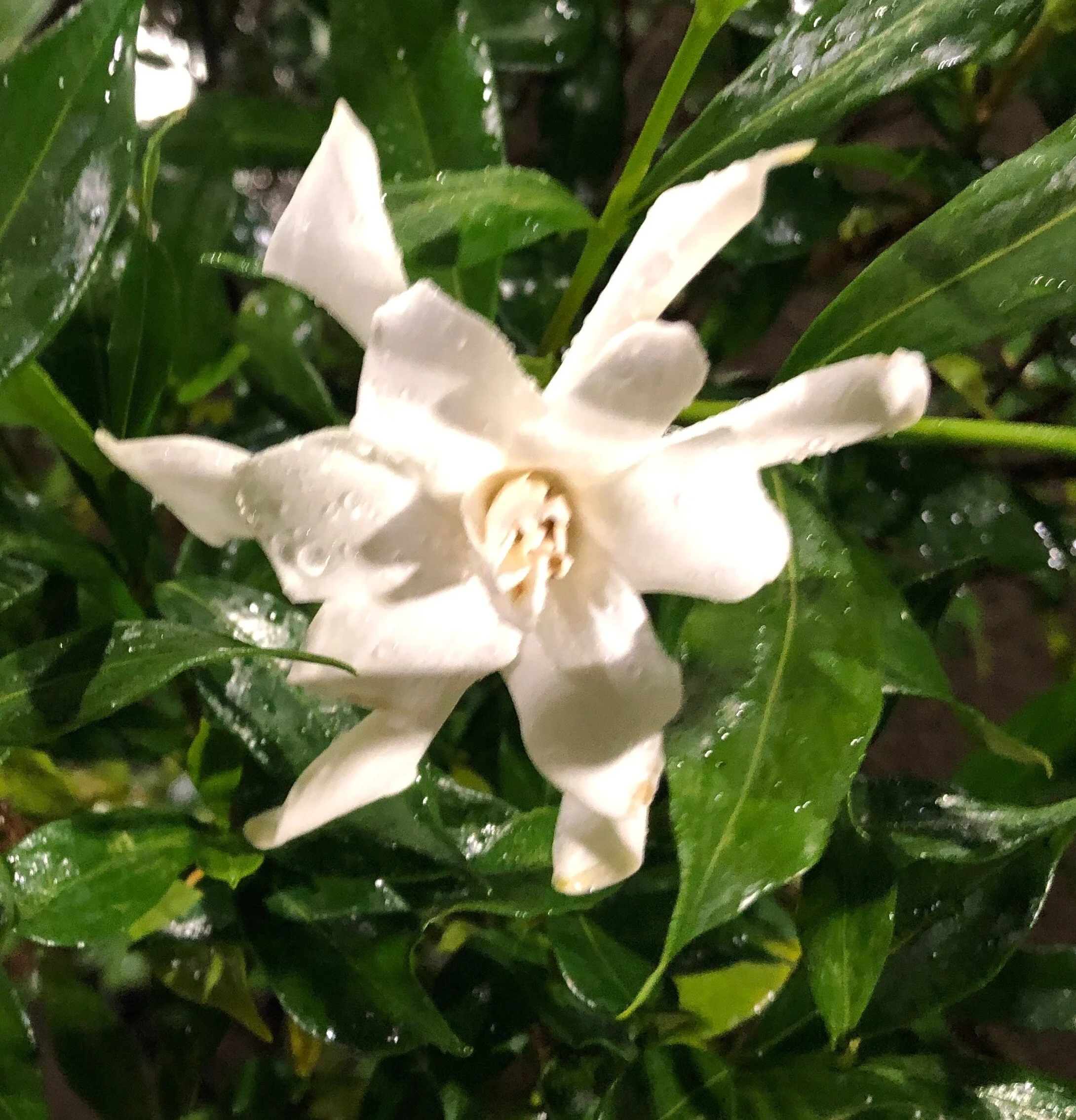Gardenia radicans — Vintage Green Farms with Tom Piergrossi