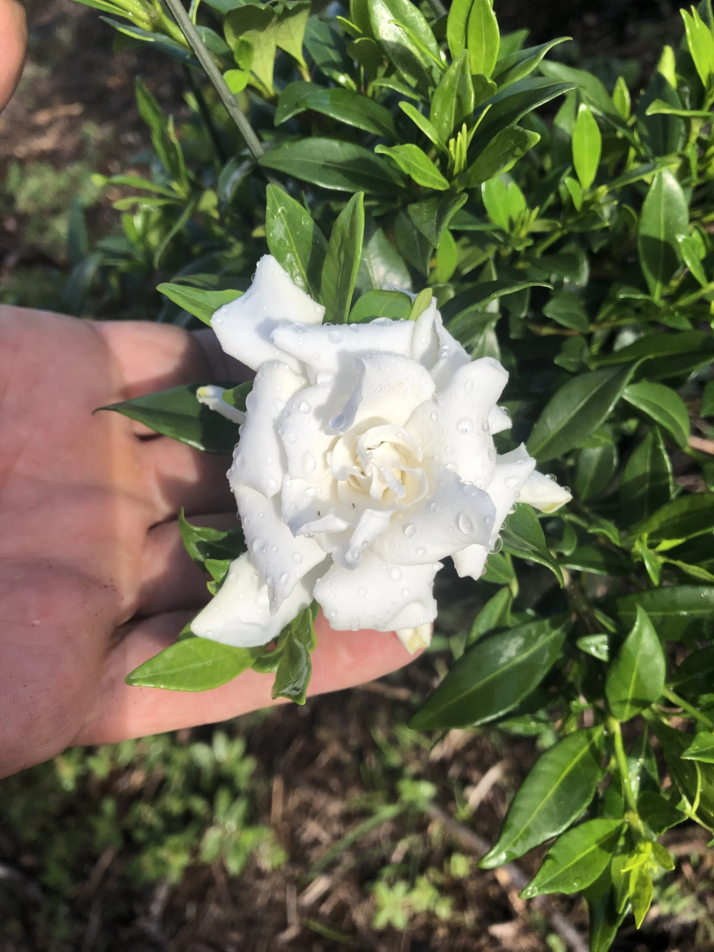 Gardenia radicans — Vintage Green Farms with Tom Piergrossi