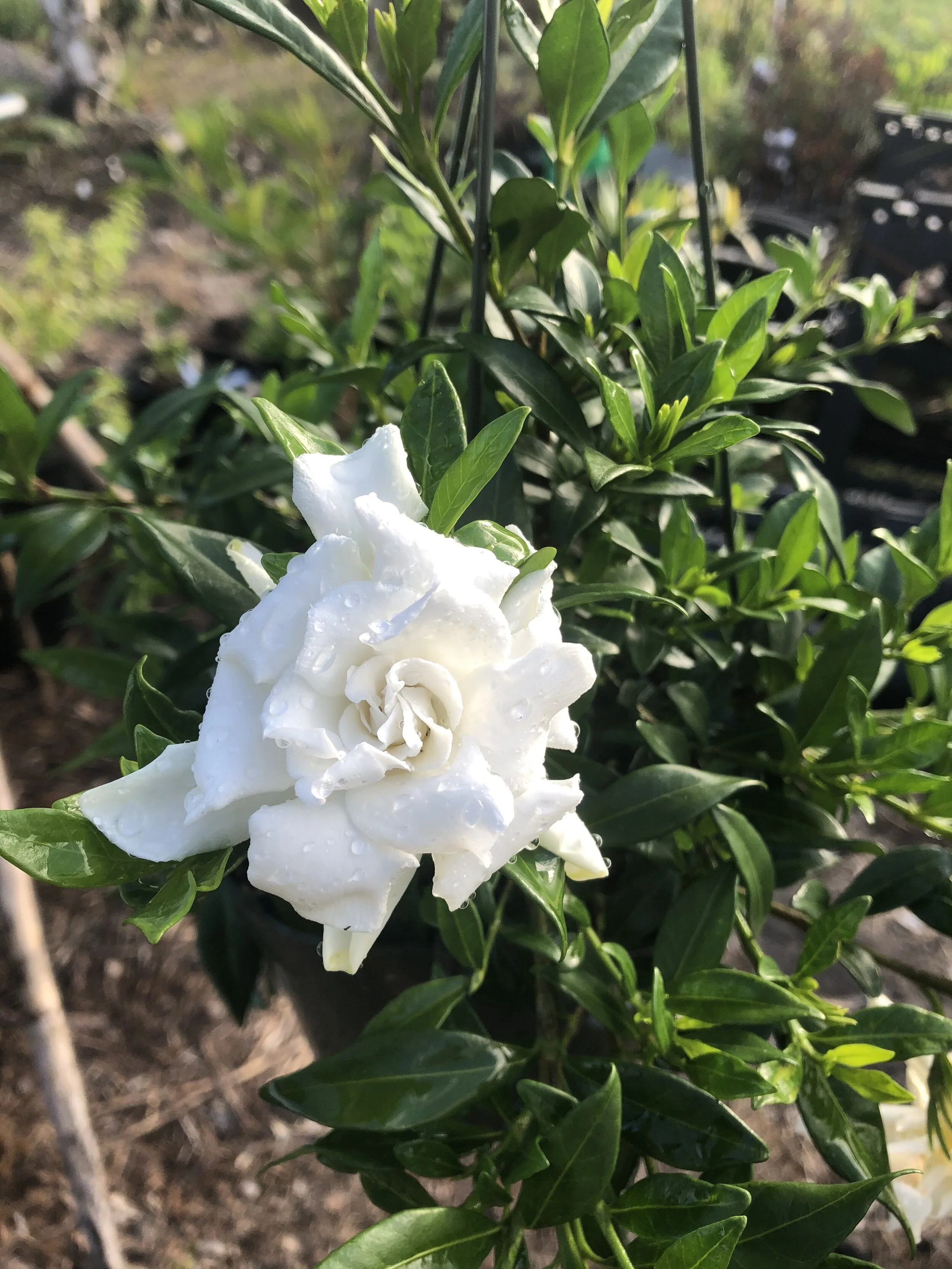 Gardenia radicans — Vintage Green Farms with Tom Piergrossi