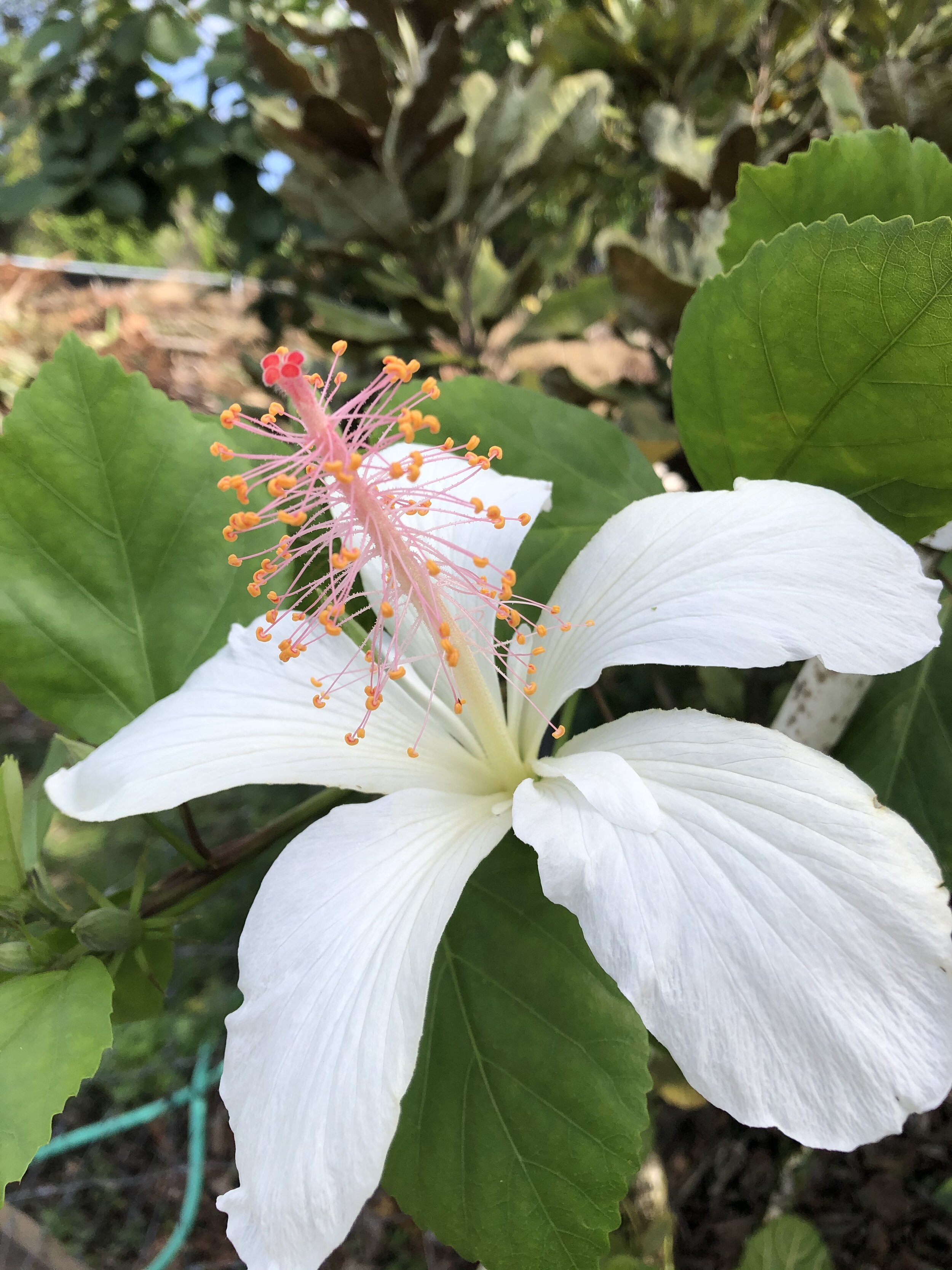 Hibiscus arnottianus subsp. immaculatus — Vintage Green Farms with Tom ...
