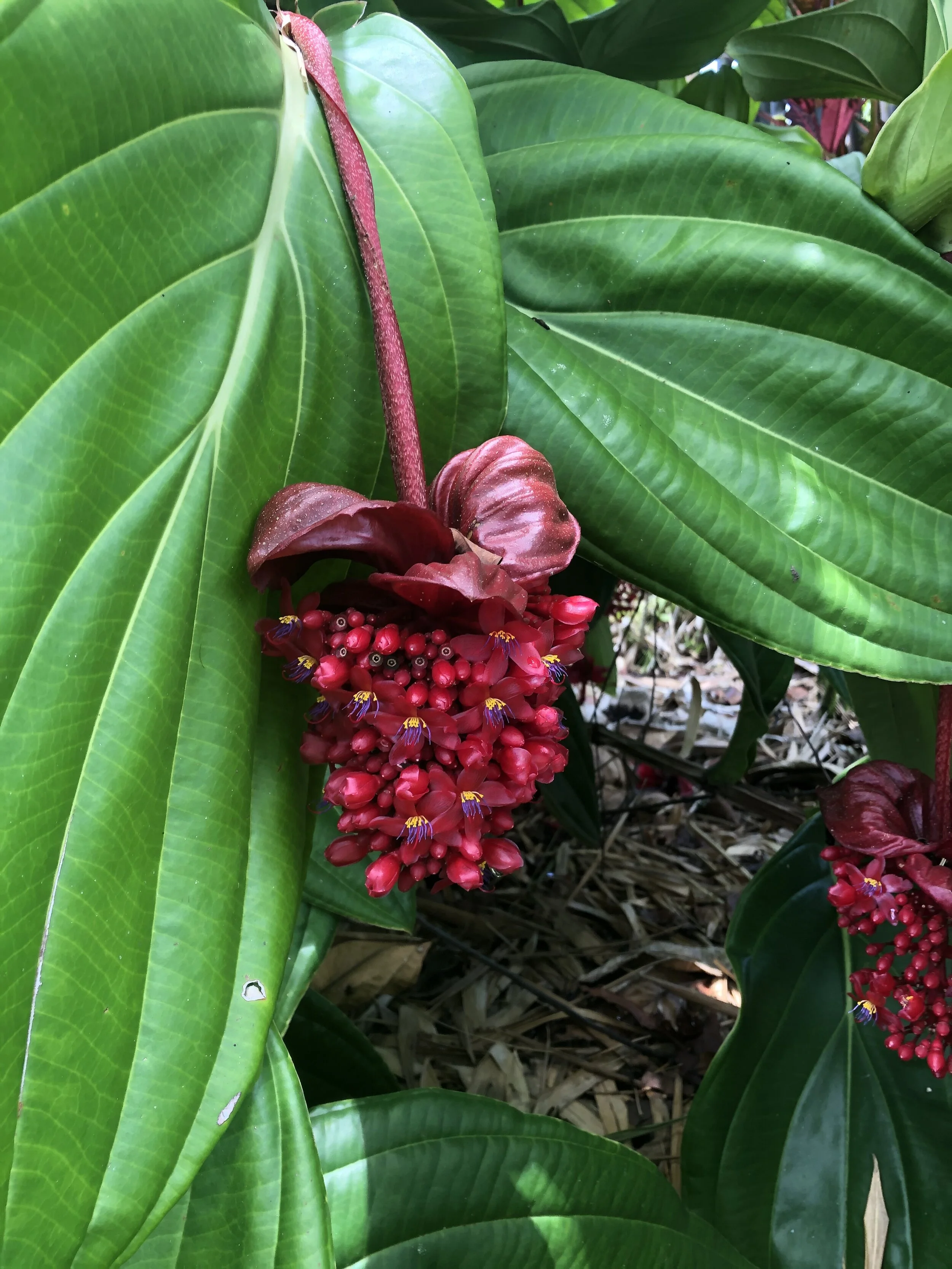 Medinilla miniata — Vintage Green Farms with Tom Piergrossi