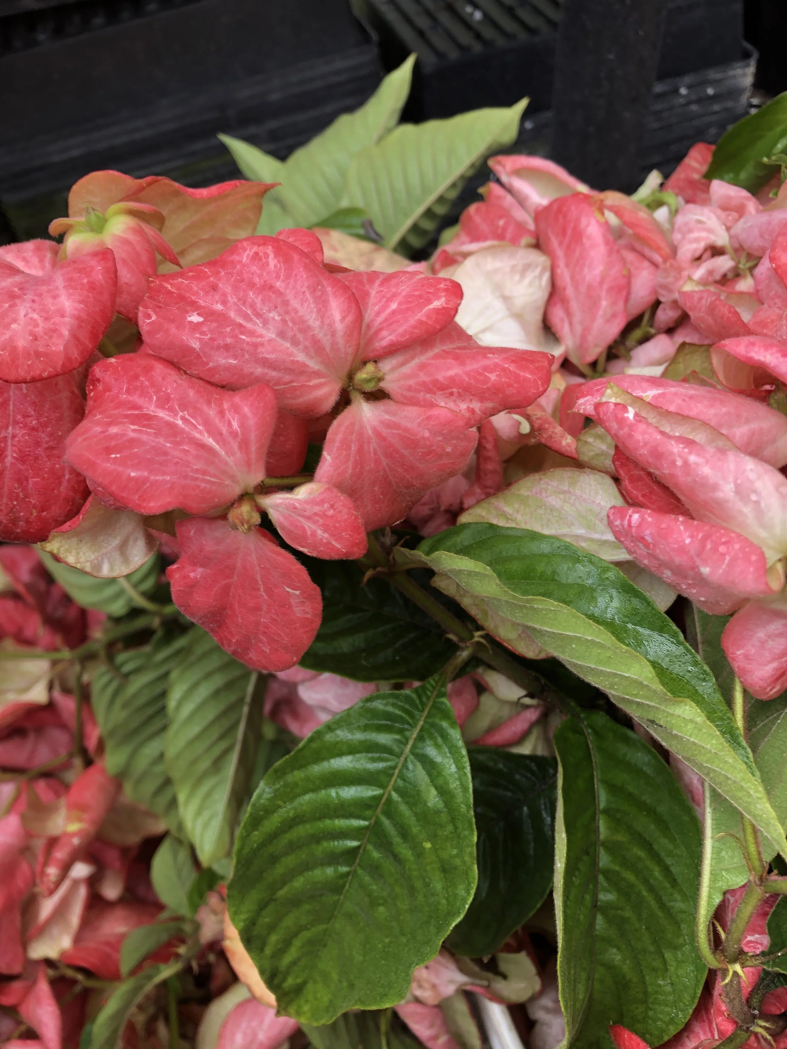 Mussaenda erythrophylla x 'Dona Luz' — Vintage Green Farms with Tom ...