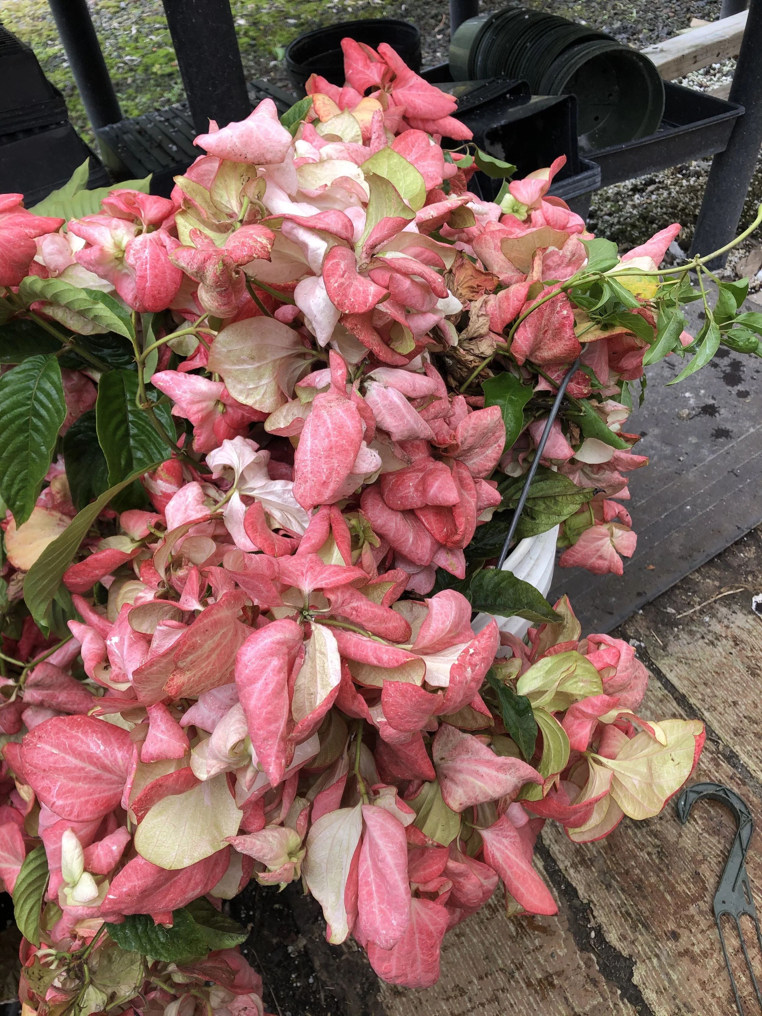 Mussaenda erythrophylla x 'Dona Luz' — Vintage Green Farms with Tom ...