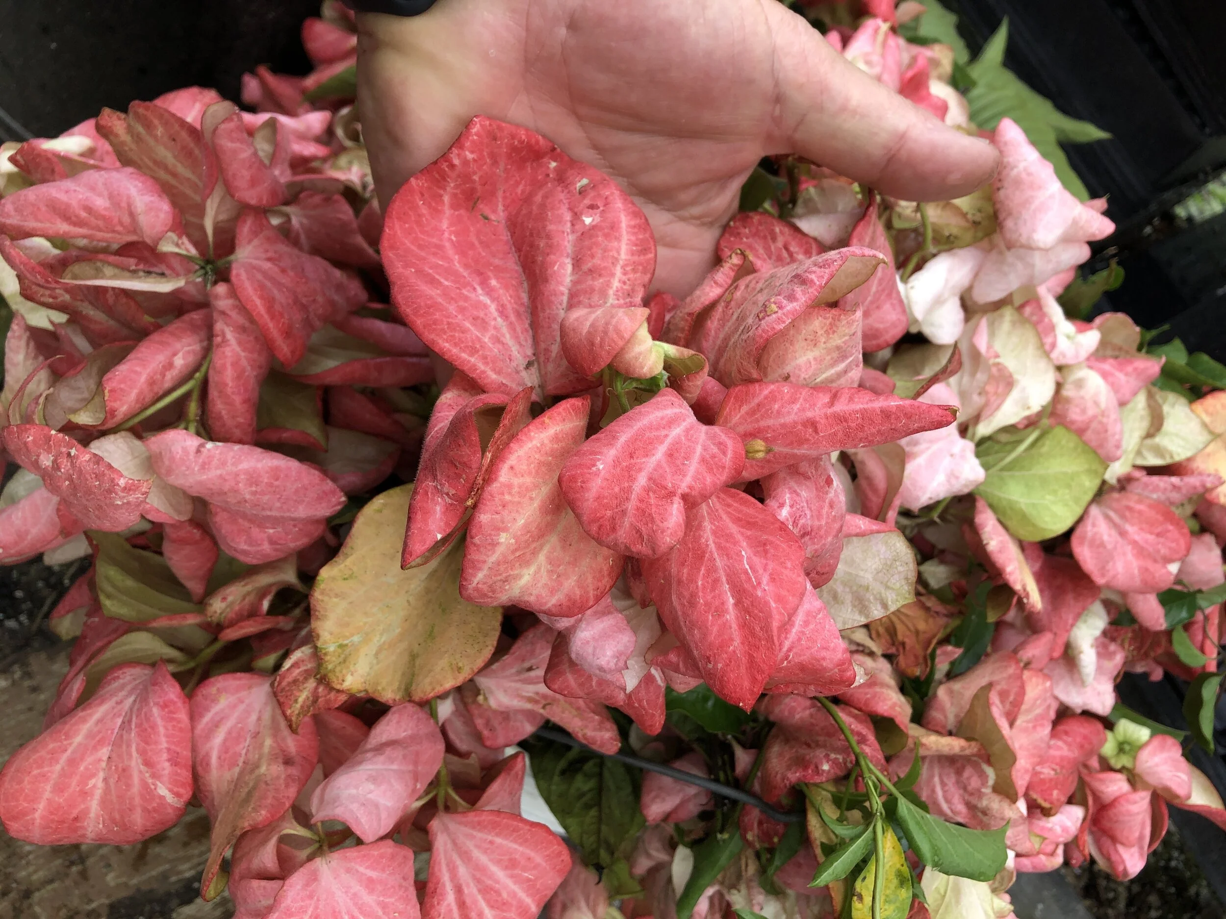 Mussaenda erythrophylla x 'Dona Luz' — Vintage Green Farms with Tom ...
