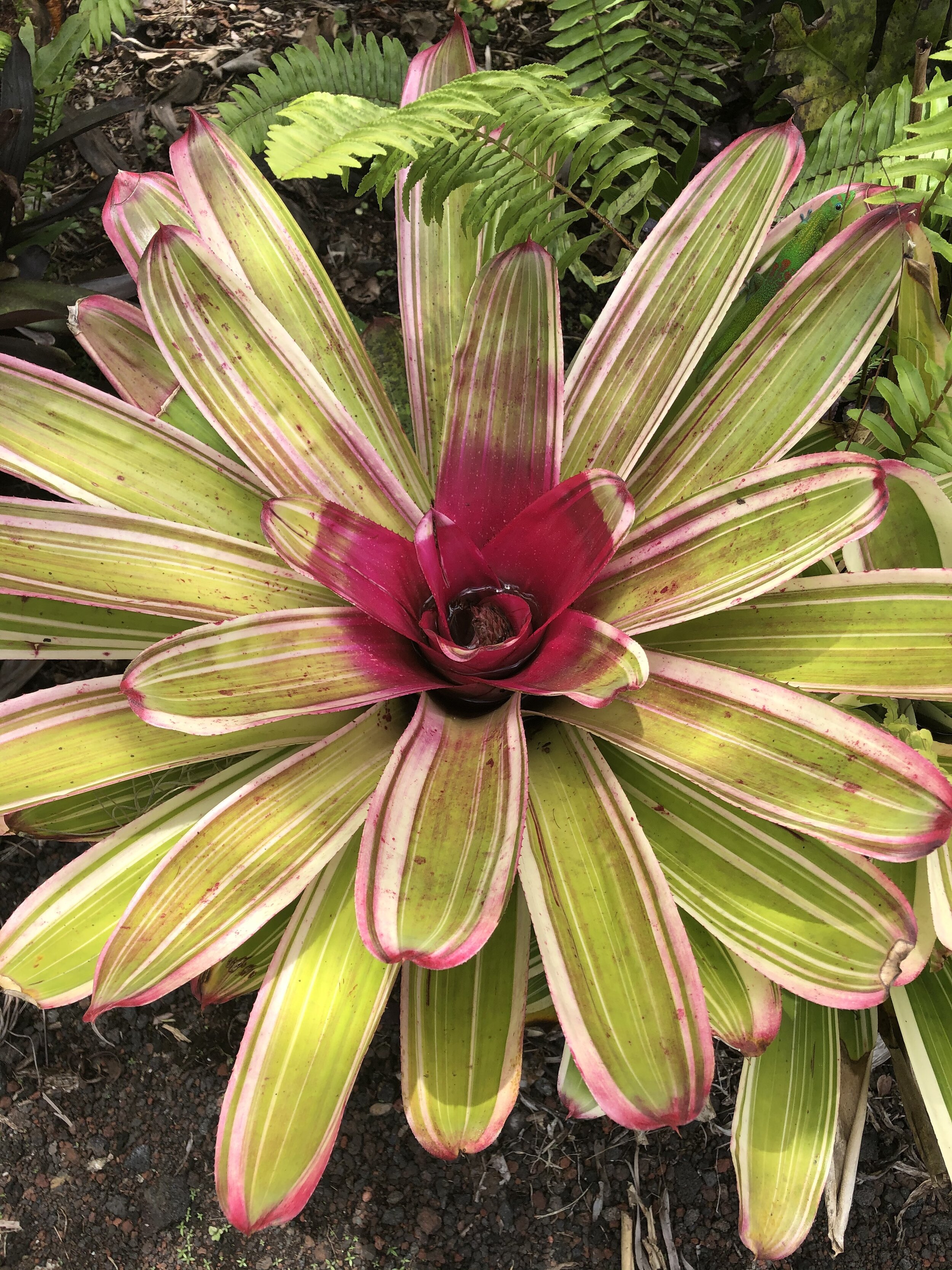 Neoregelia 'Dr. Jeffrey Block' — Vintage Green Farms with Tom Piergrossi