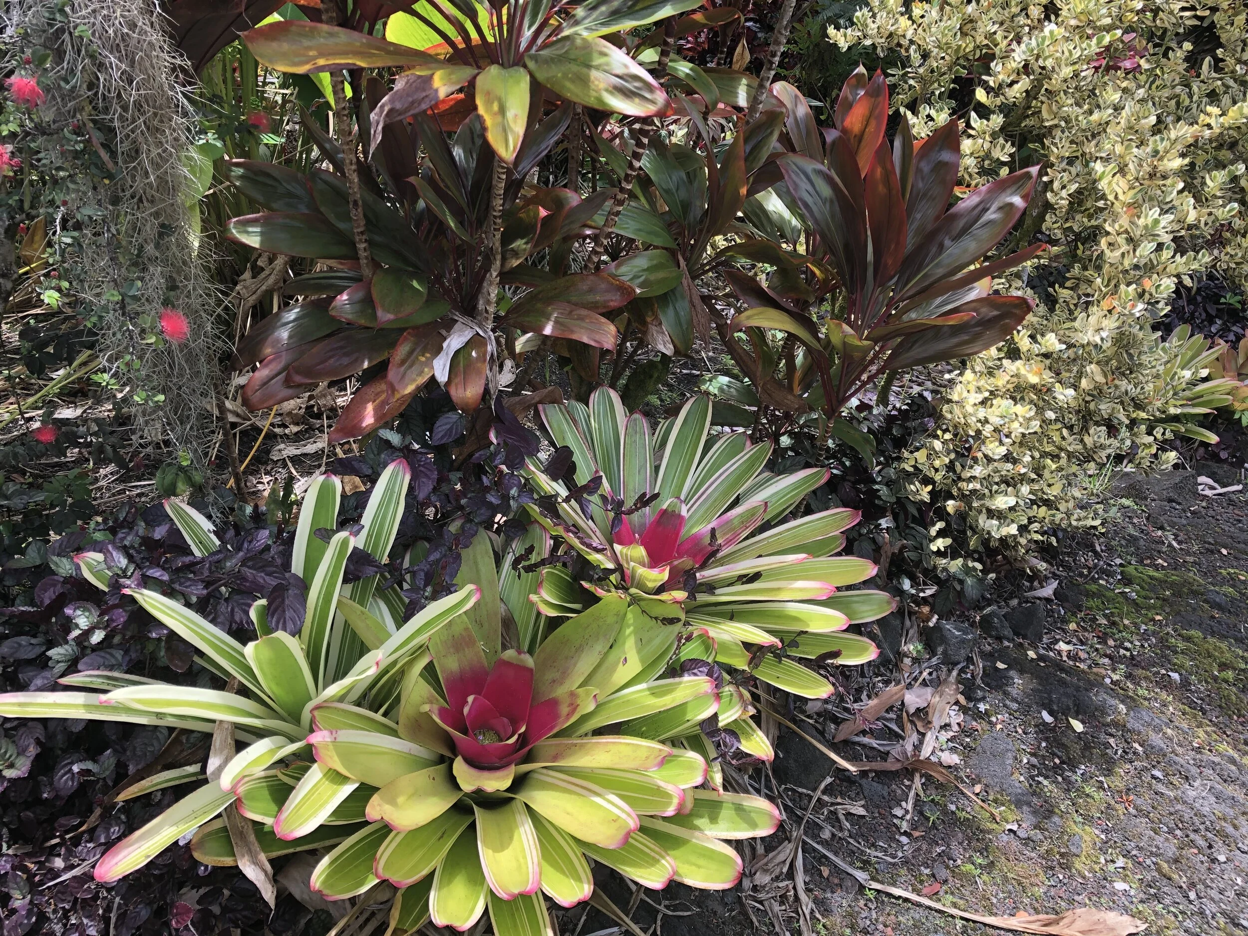 Neoregelia 'Dr. Jeffrey Block' — Vintage Green Farms with Tom Piergrossi