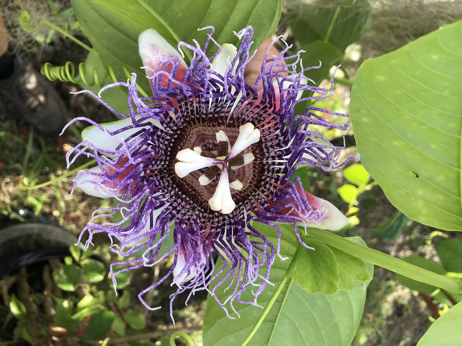 Passiflora Quadrangularis