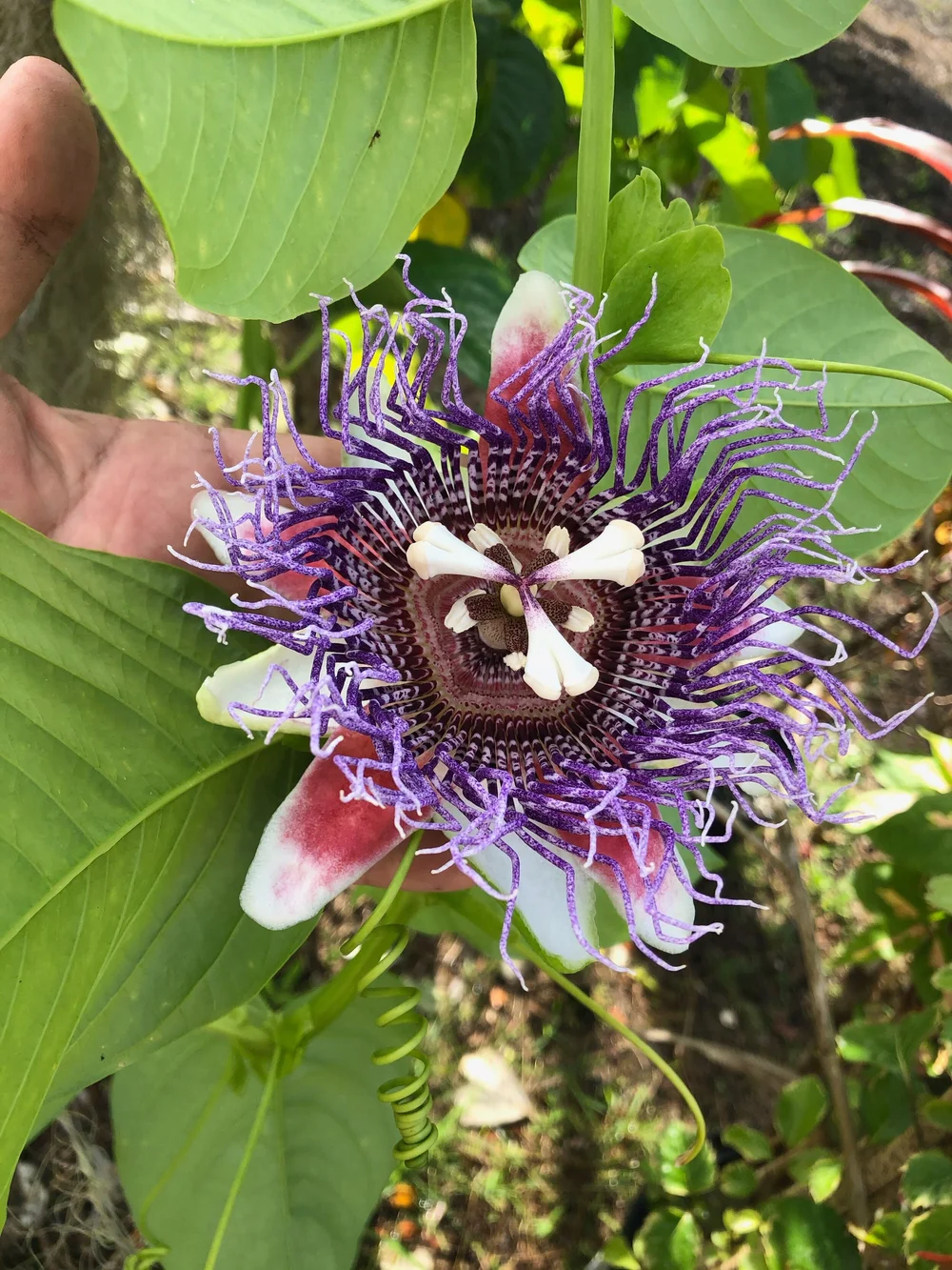 Passiflora Quadrangularis