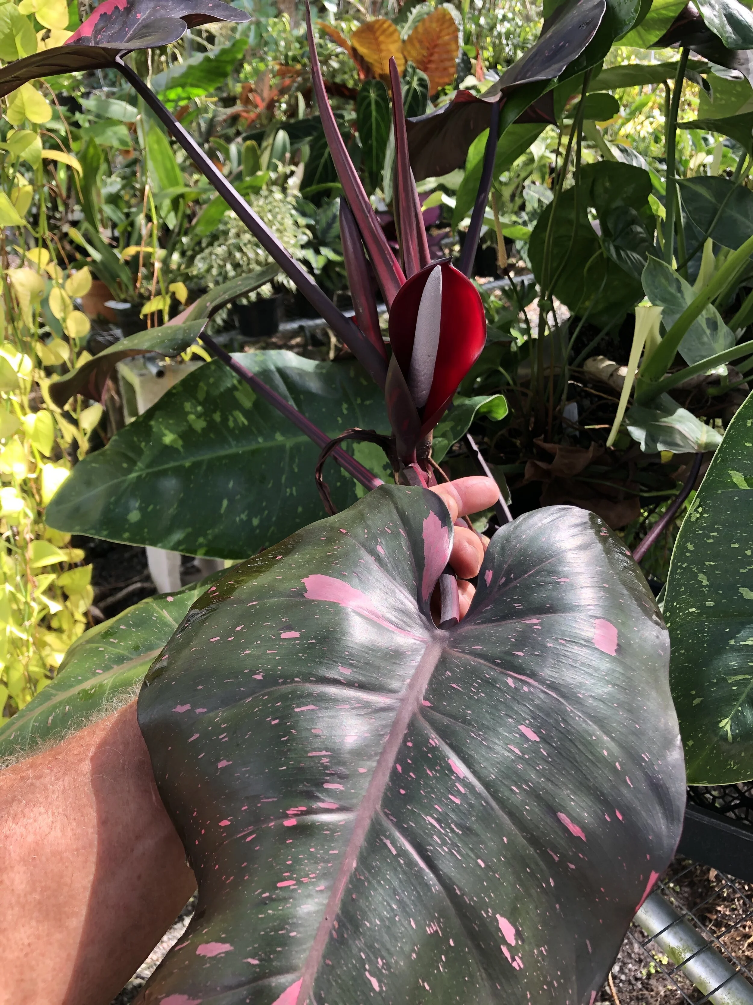 Philodendron erubescens 'Pink Princess' — Vintage Green Farms with Tom ...