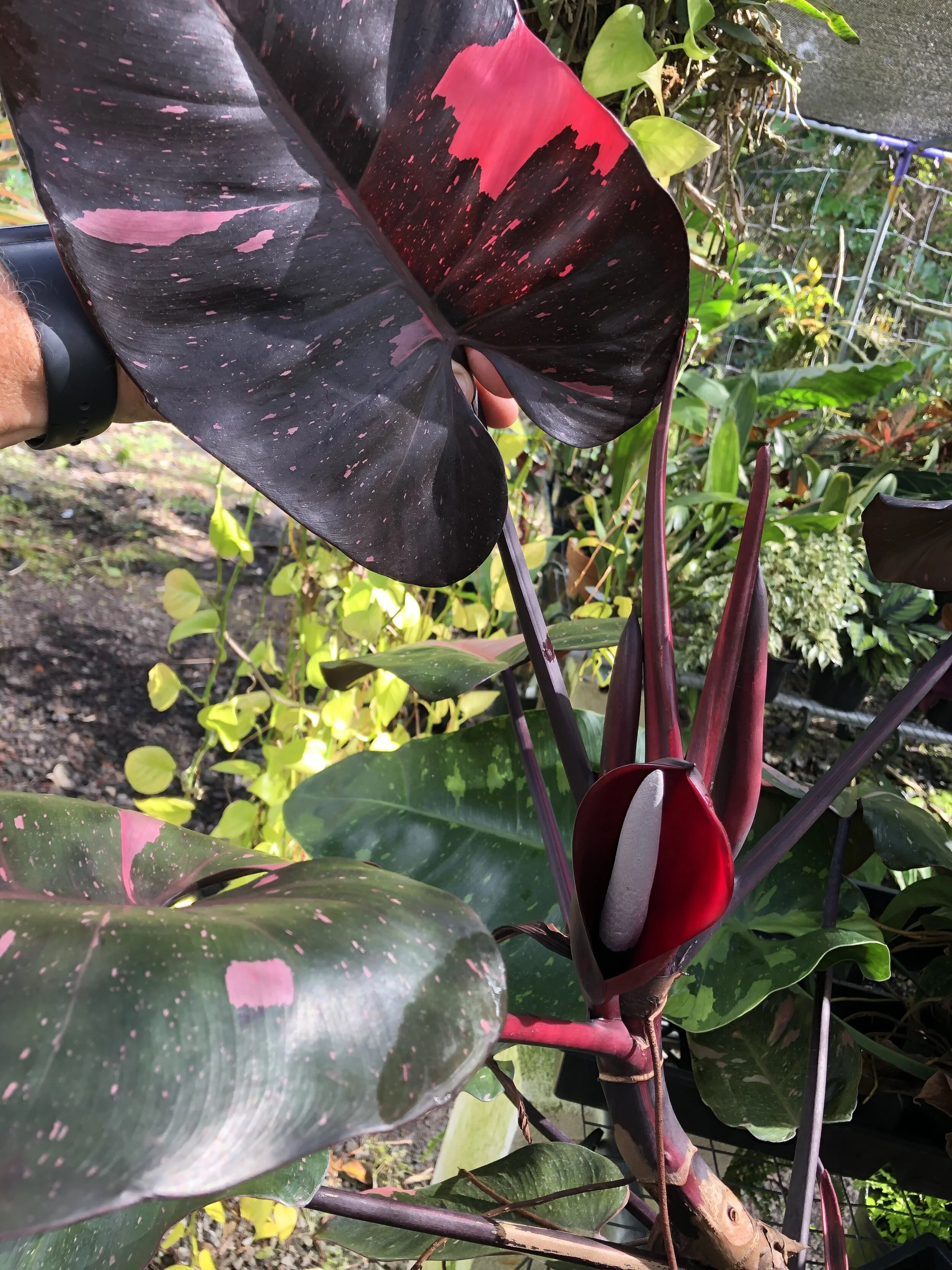 Philodendron erubescens 'Pink Princess' — Vintage Green Farms with Tom ...