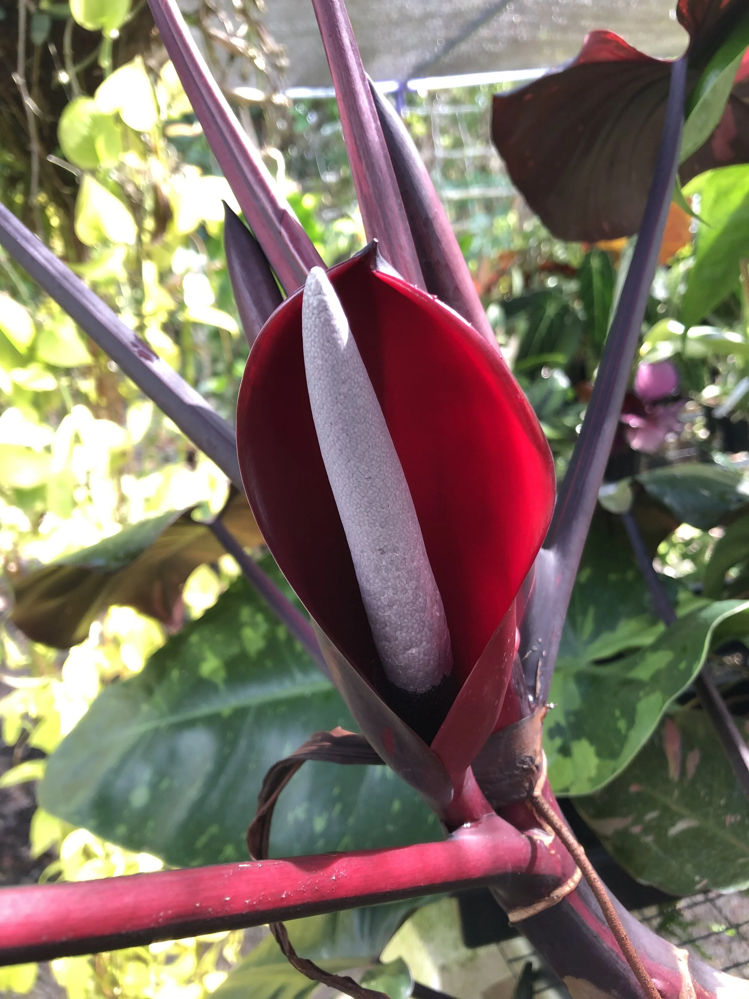 Philodendron erubescens 'Pink Princess' — Vintage Green Farms with Tom ...