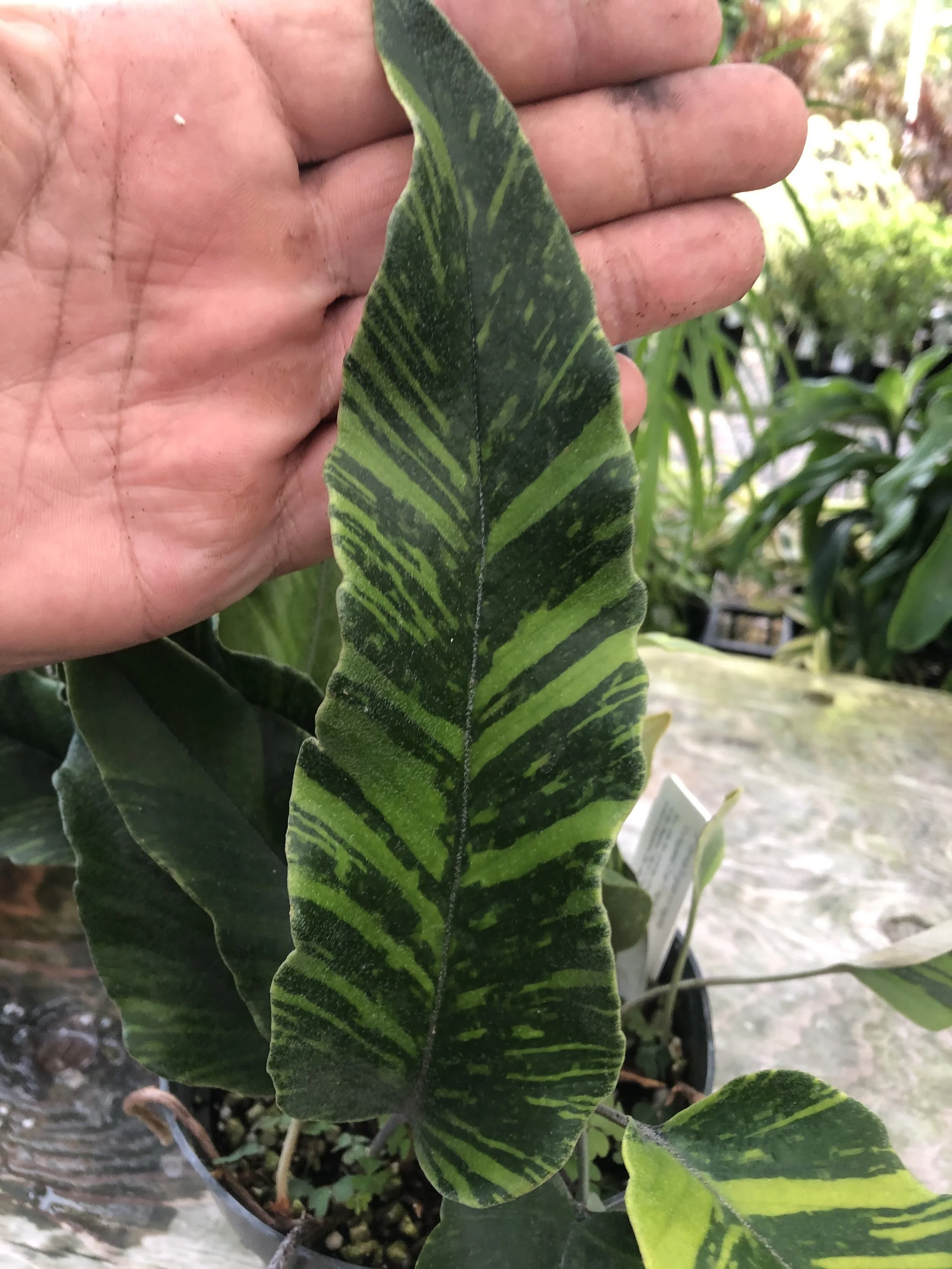 Pyrrosia lingua variegata — Vintage Green Farms with Tom Piergrossi