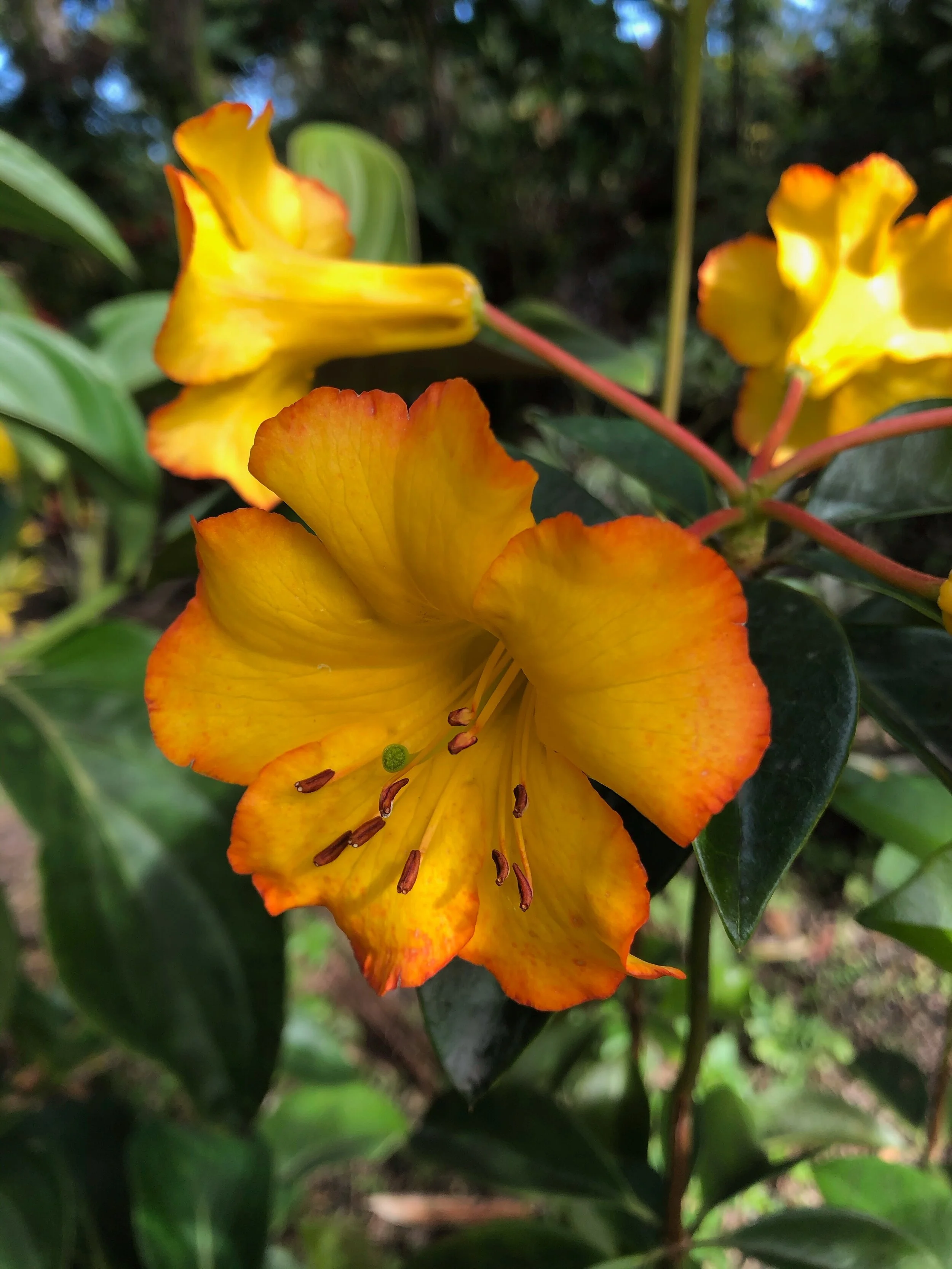 Rhododendron vireya — Vintage Green Farms with Tom Piergrossi