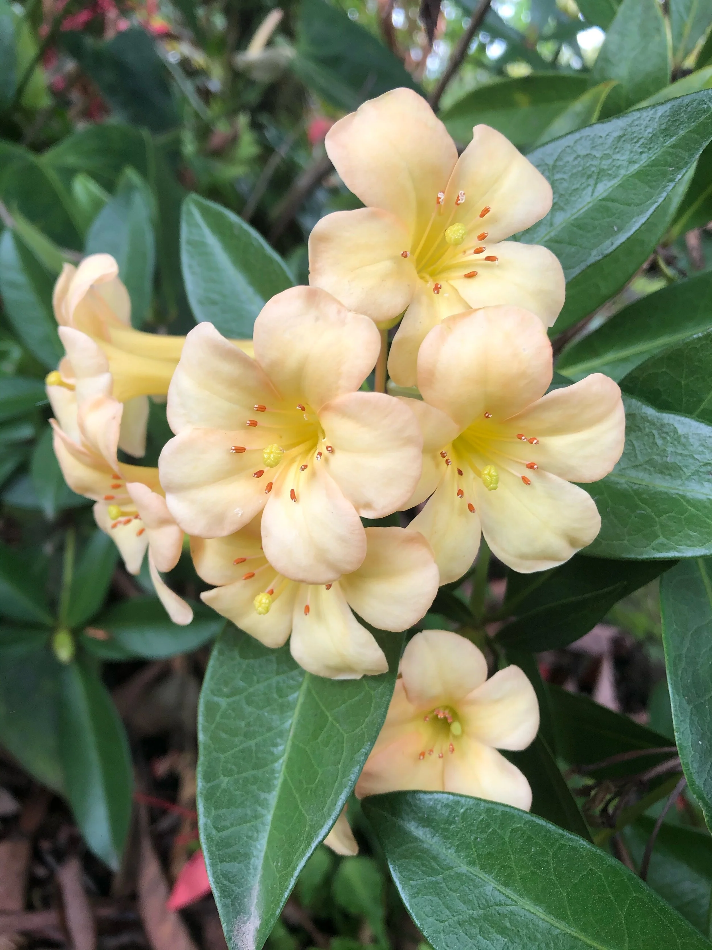 Rhododendron vireya — Vintage Green Farms with Tom Piergrossi