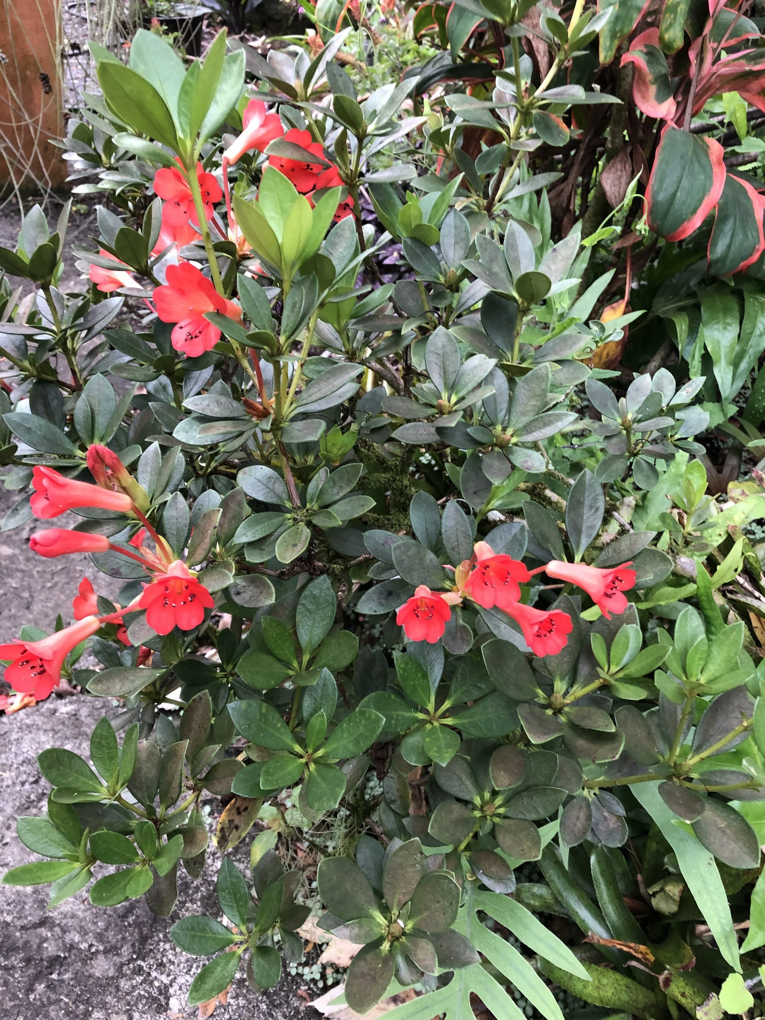 Rhododendron vireya 'Saxon Glow' — Vintage Green Farms with Tom Piergrossi