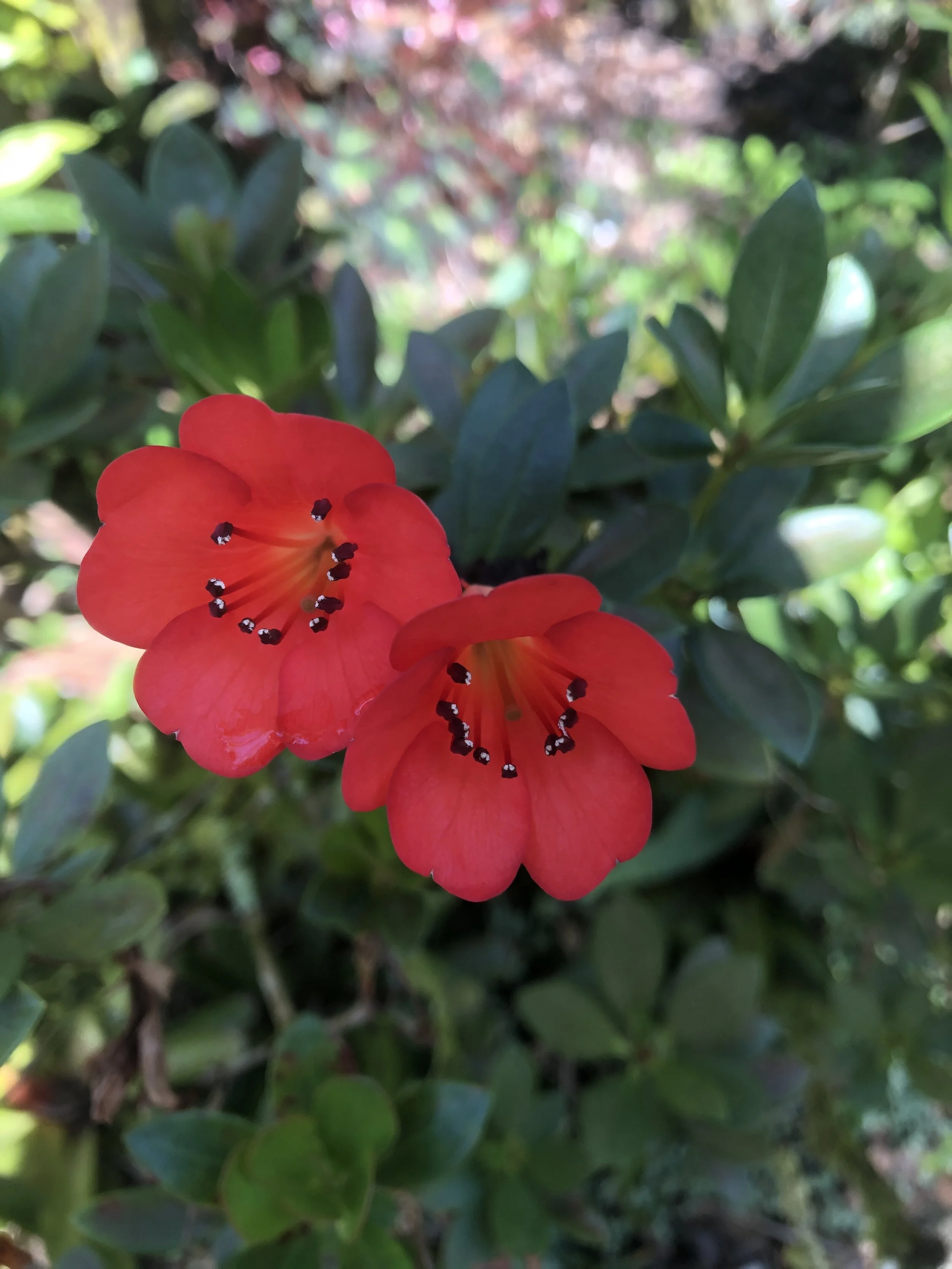 Rhododendron vireya 'Saxon Glow' — Vintage Green Farms with Tom Piergrossi