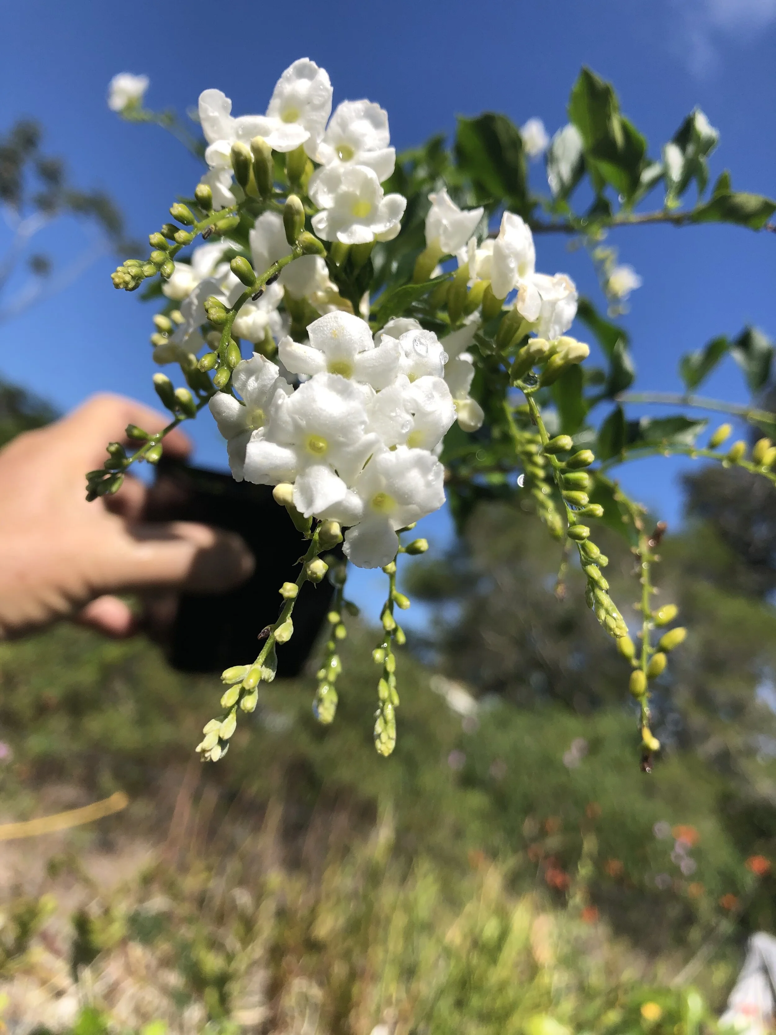 Duranta — Vintage Green Farms with Tom Piergrossi