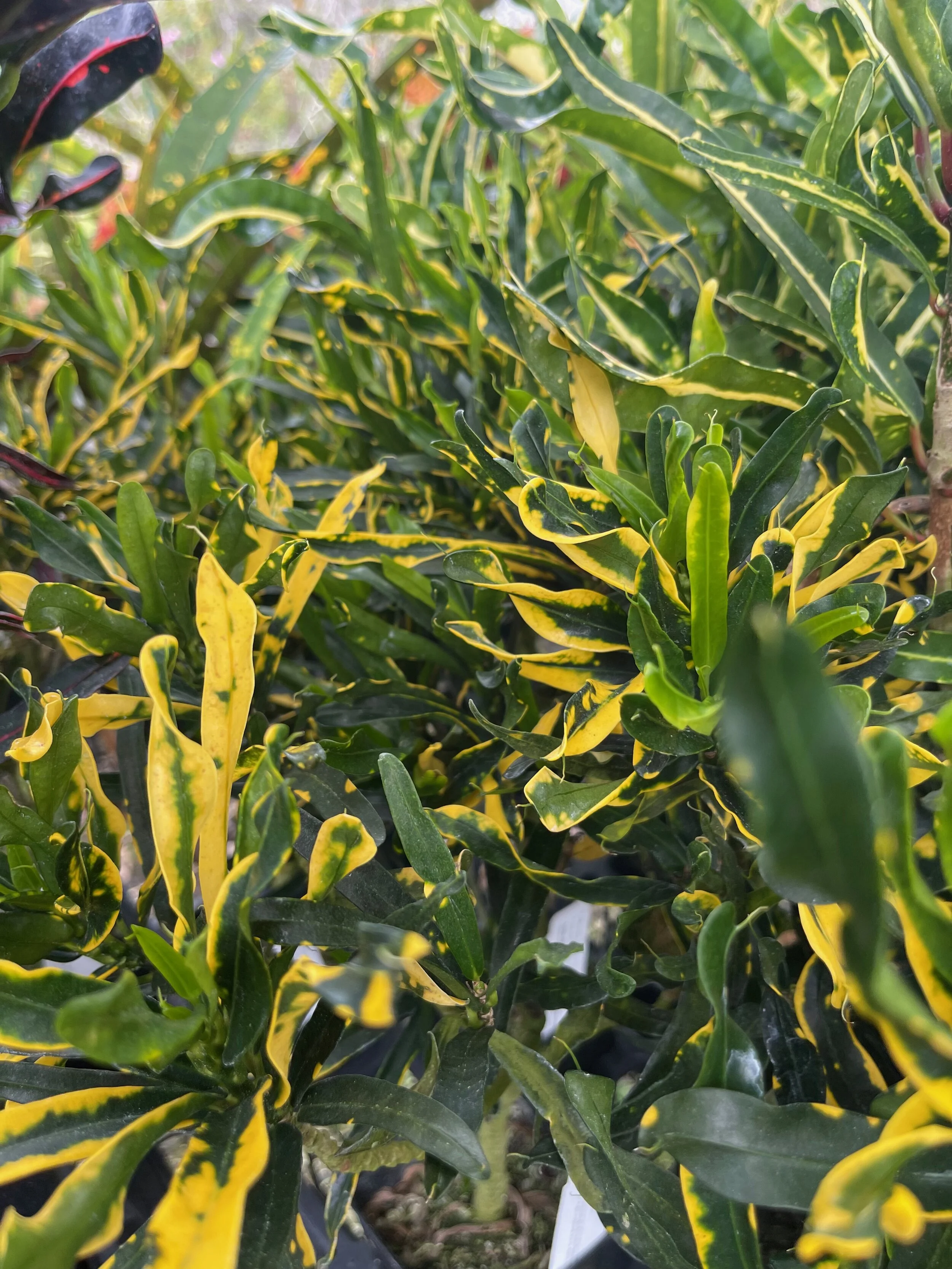 Crotons — Vintage Green Farms with Tom Piergrossi