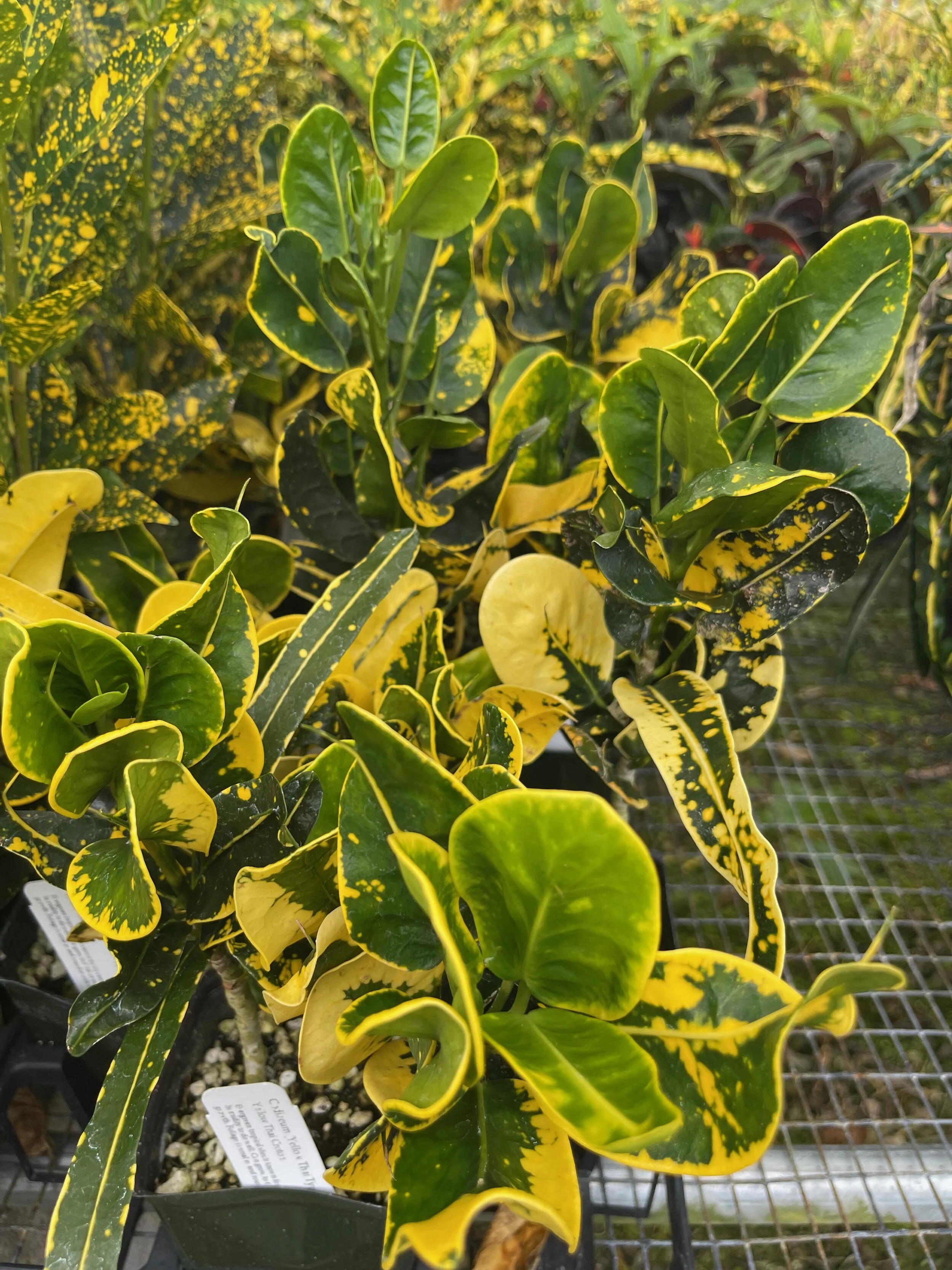 Codiaeum (Yellow Thai Type) — Vintage Green Farms with Tom Piergrossi