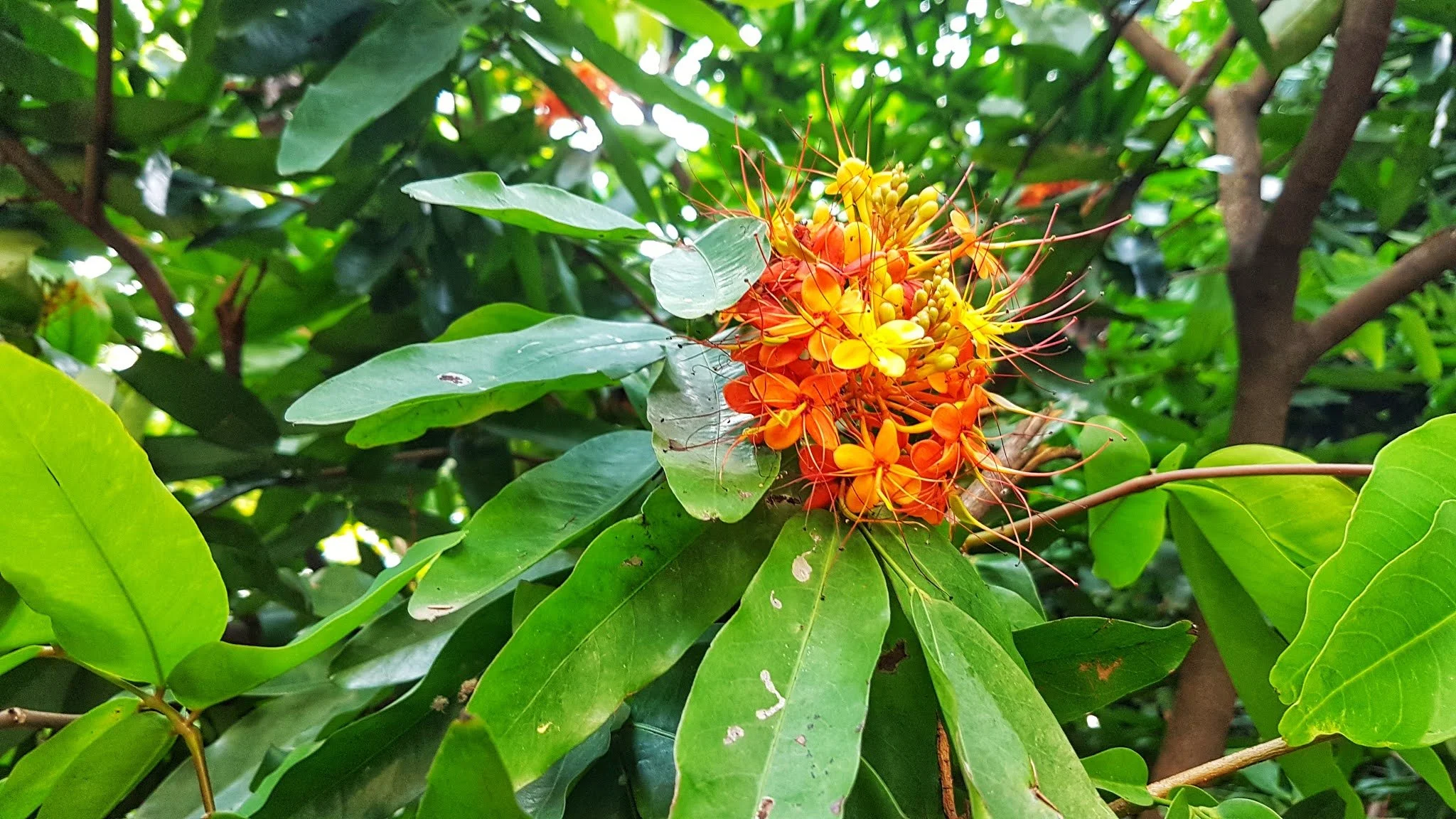 Saraca indica — Vintage Green Farms with Tom Piergrossi