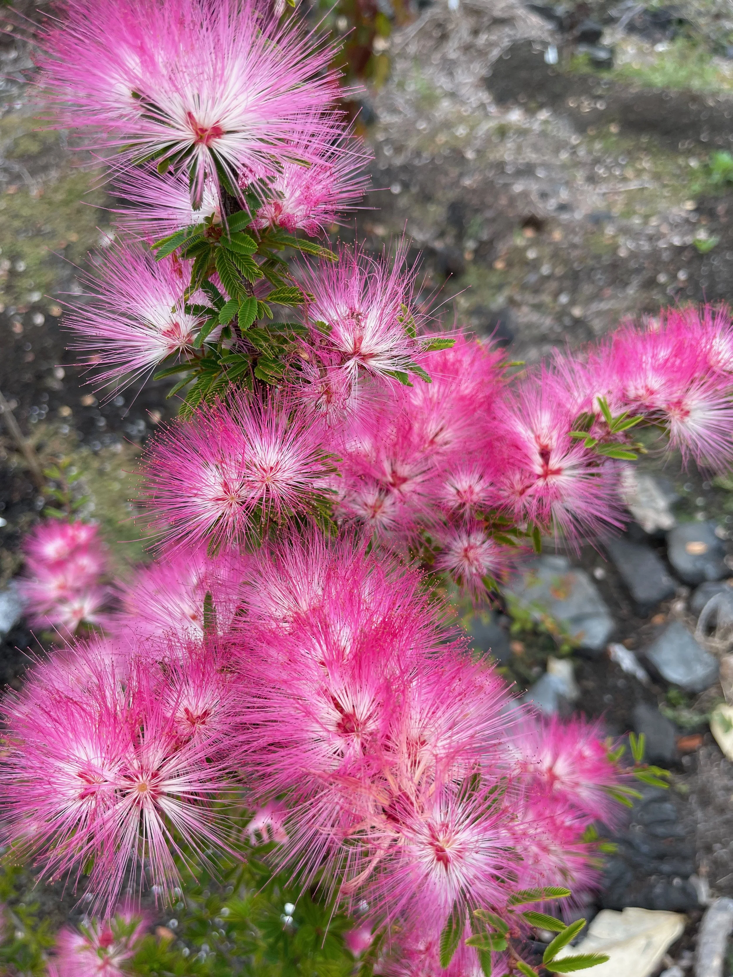 Calliandra brevipes 'Dixie Pink' — Vintage Green Farms with Tom Piergrossi