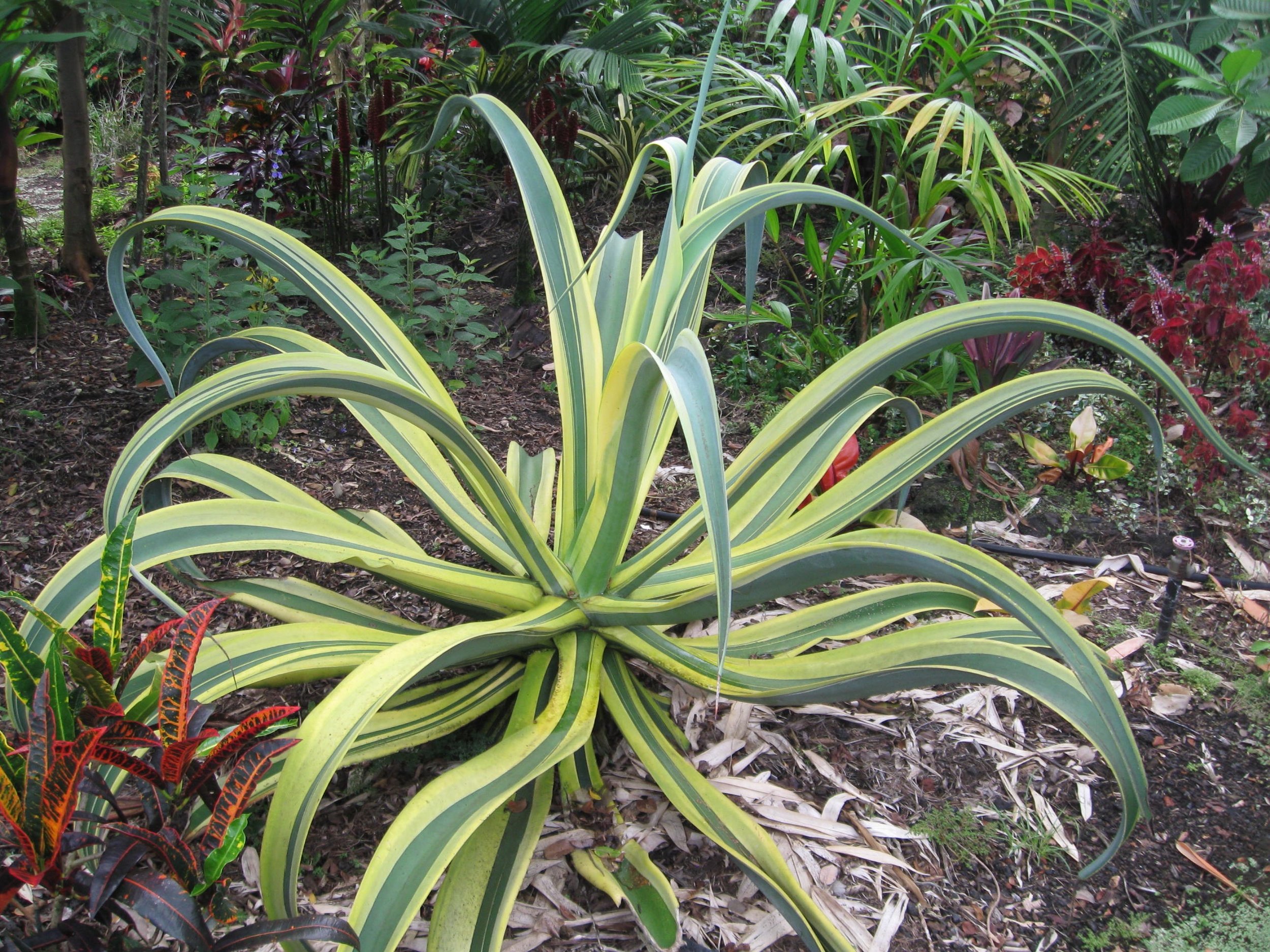 Agave vilmoriniana 'Stained Glass' — Vintage Green Farms with Tom ...